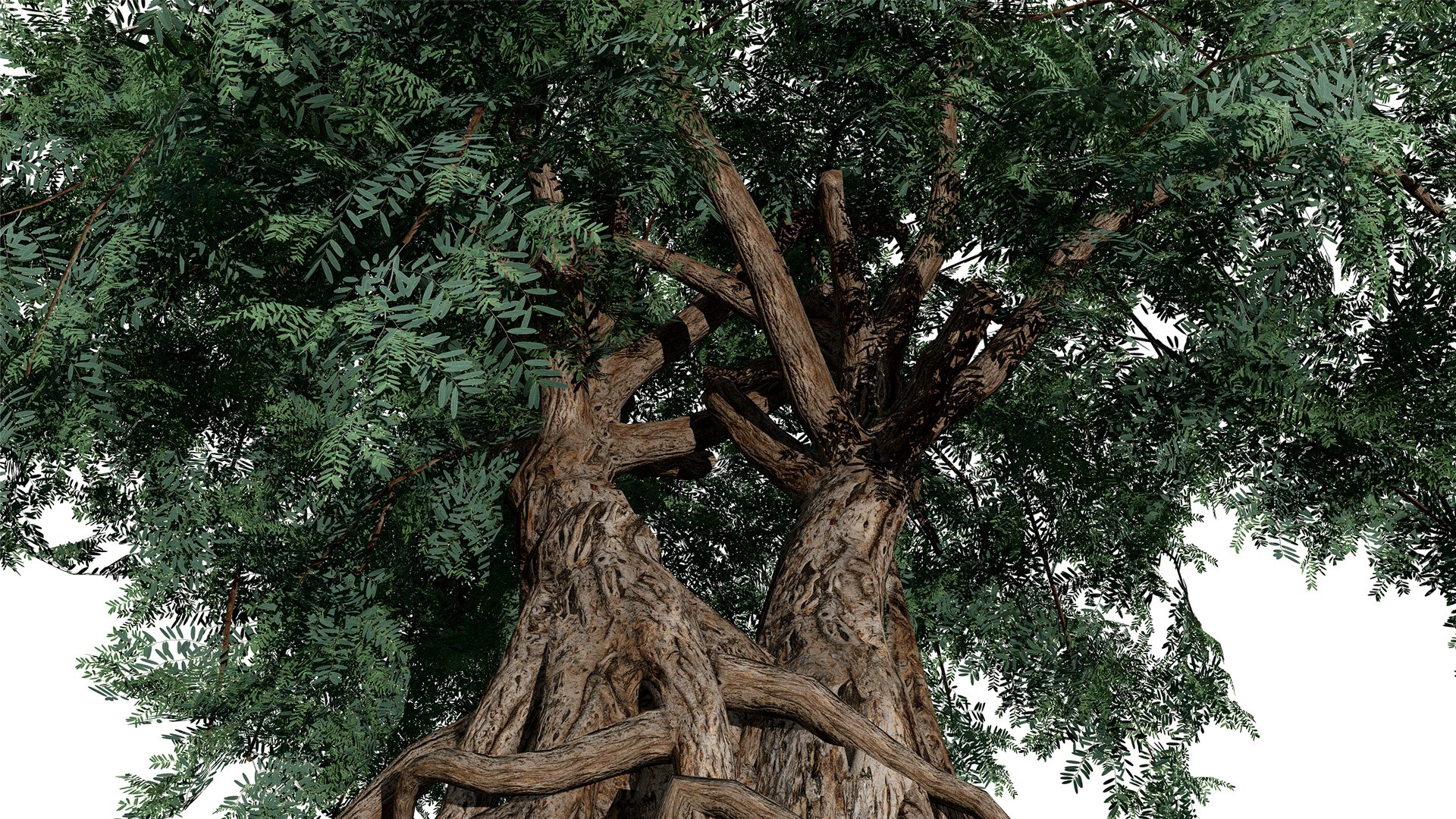 3D Realistic Gnarled Olive Trees - TurboSquid 2522278
