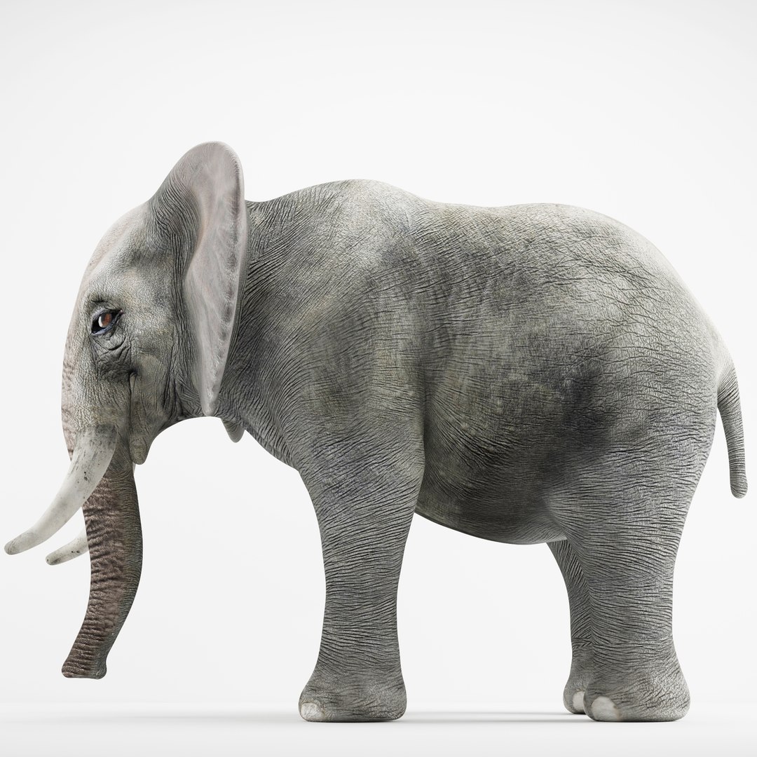 3D Elephant - TurboSquid 1380556