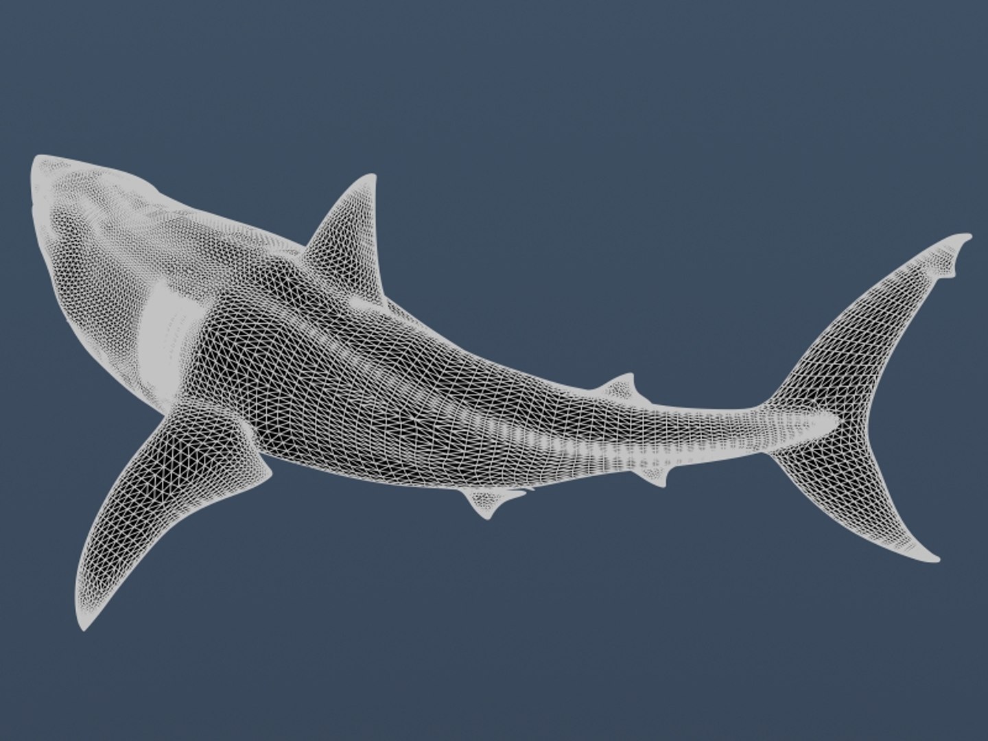 shark great white 3d model