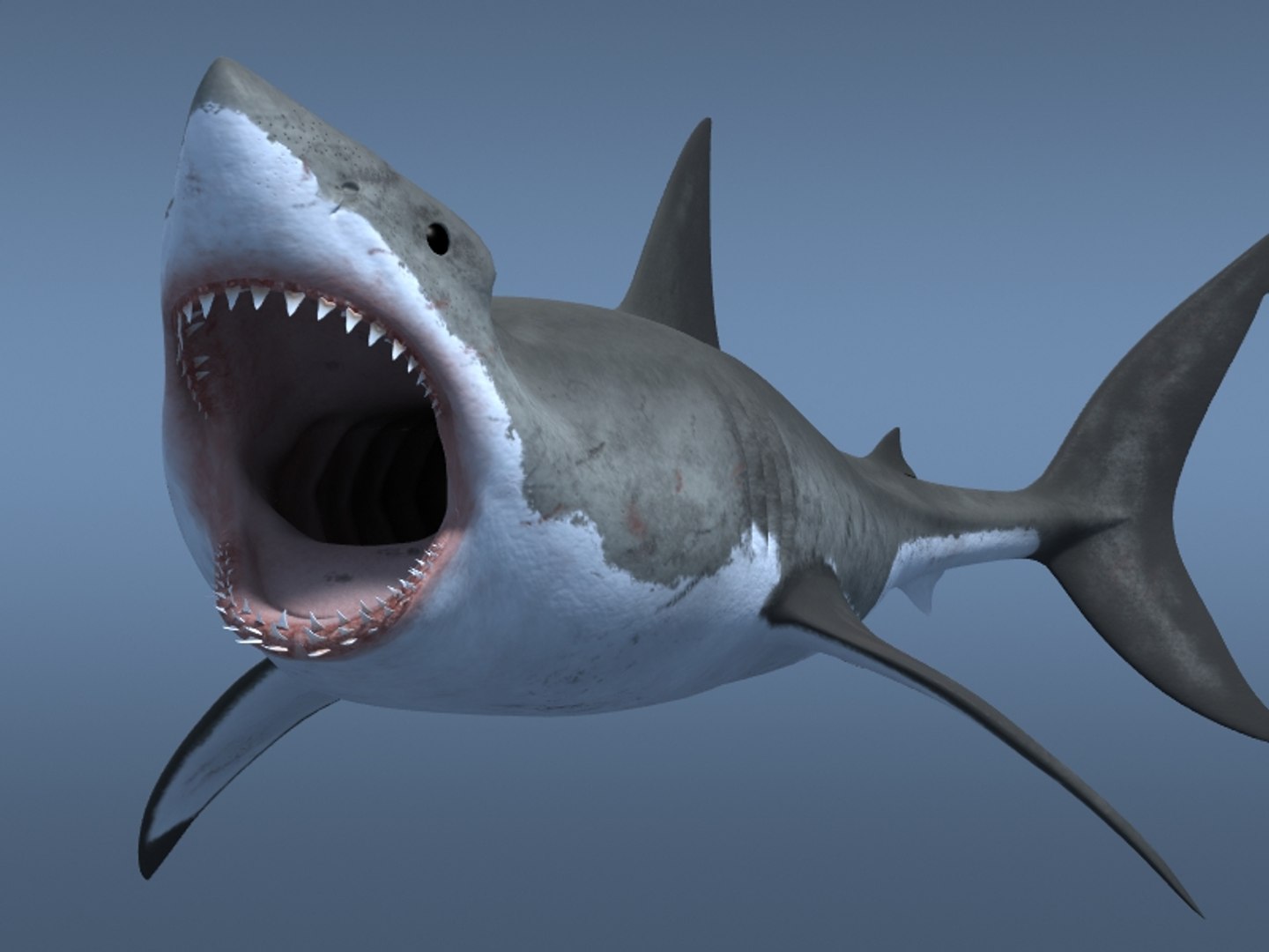 shark great white 3d model