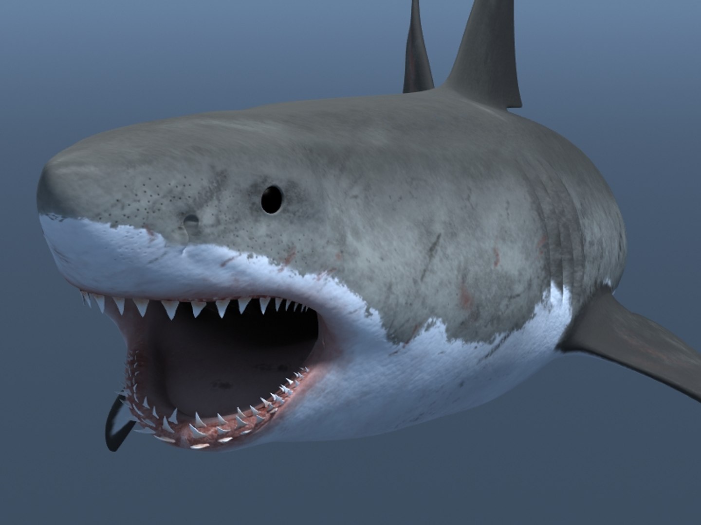 shark great white 3d model
