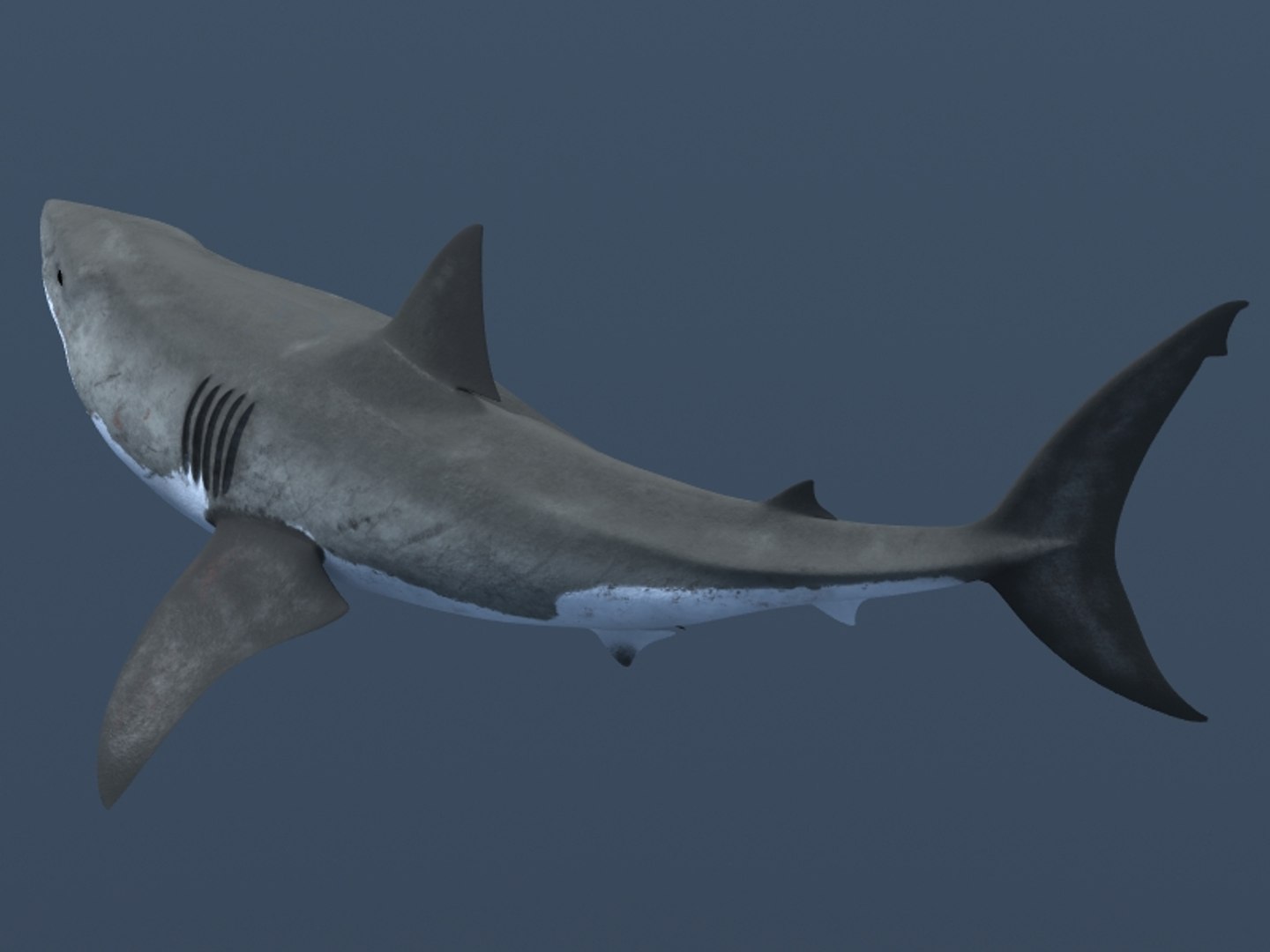 shark great white 3d model