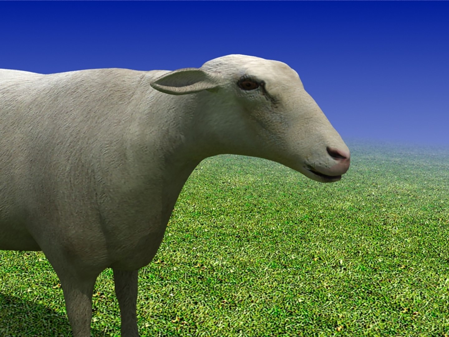 3d Sheep Cow Bull Model
