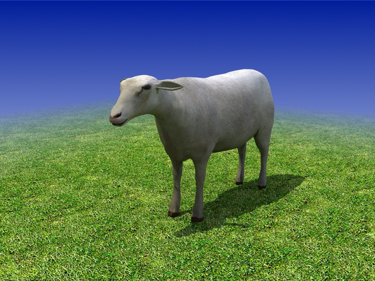 3d Sheep Cow Bull Model