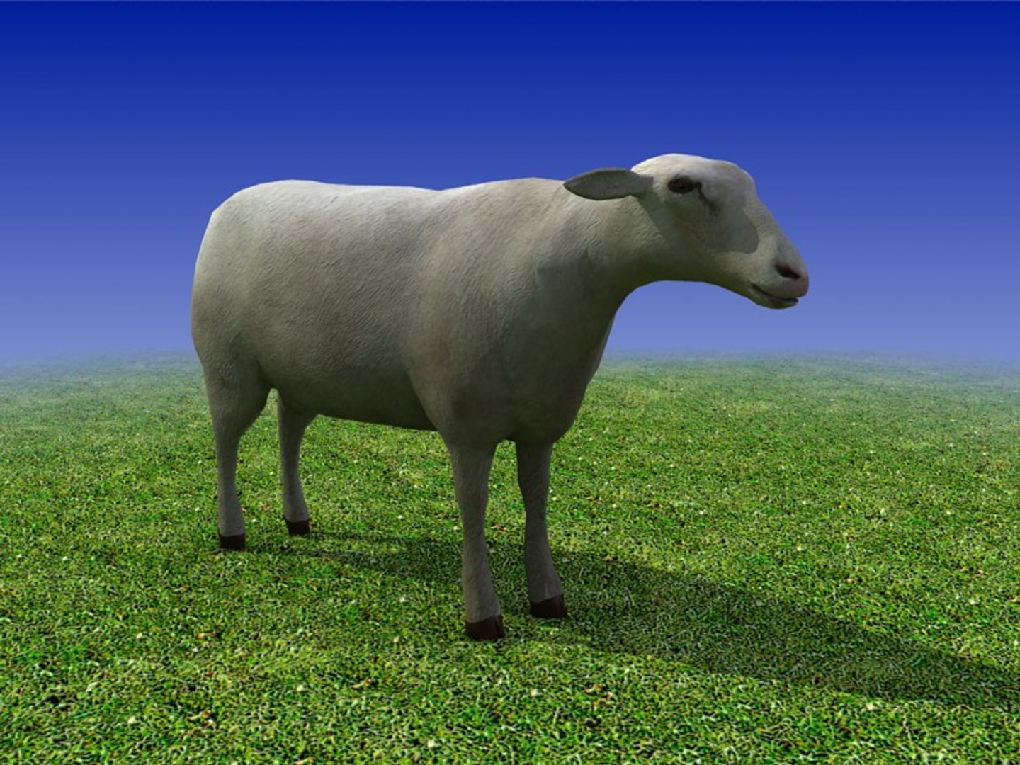 3d Sheep Cow Bull Model