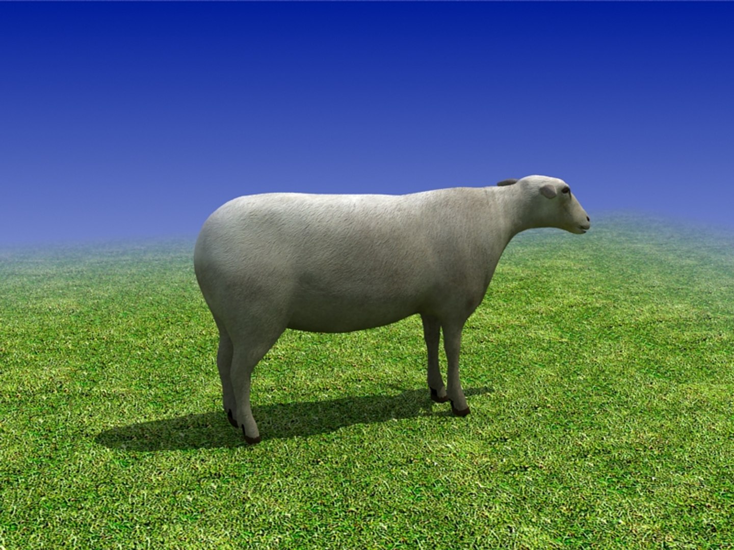 3d Sheep Cow Bull Model