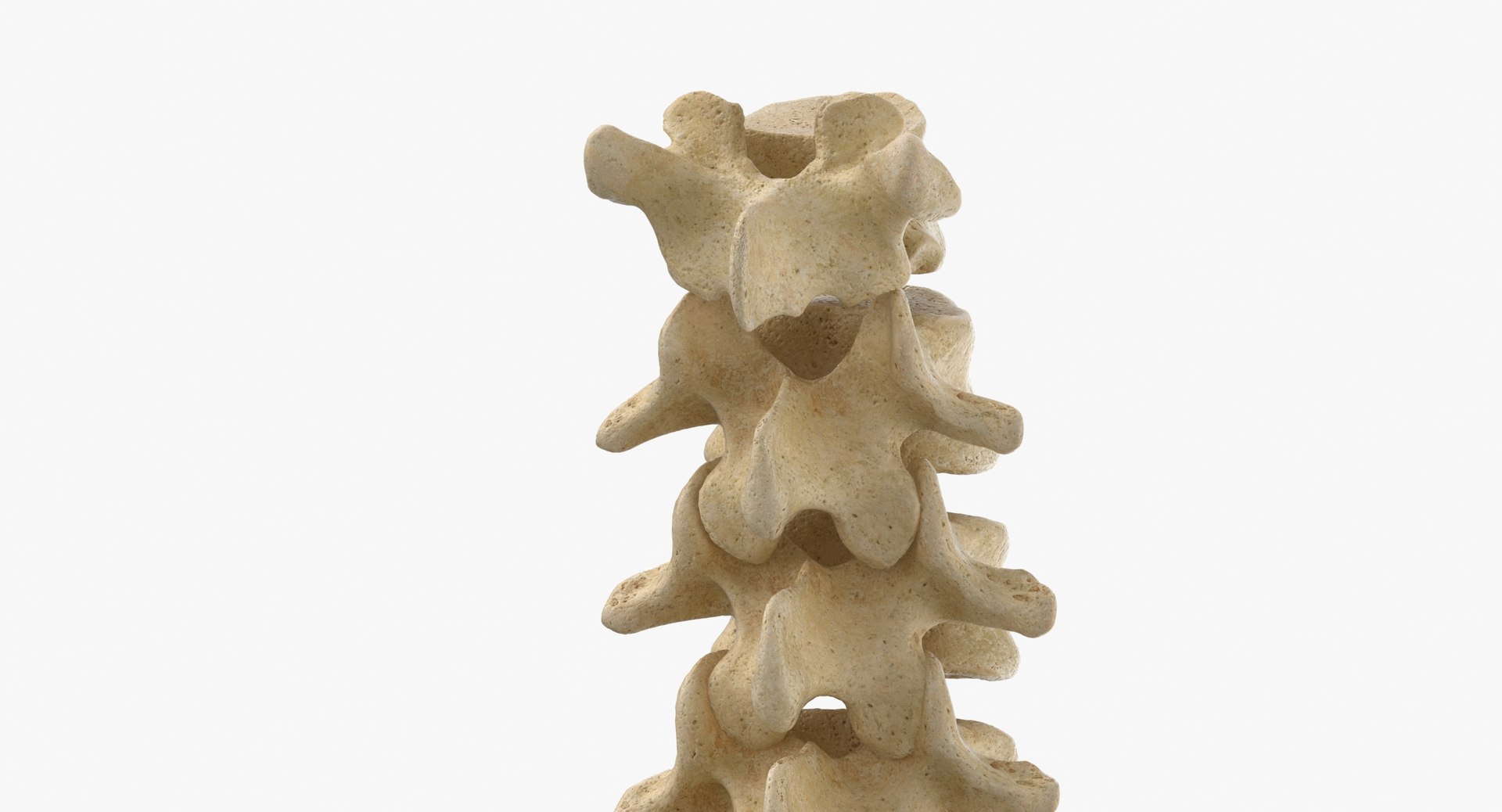 3D model Human Lumbar Vertebrae L1 to L5 Bones Yellow Collection 01 - 2 ...