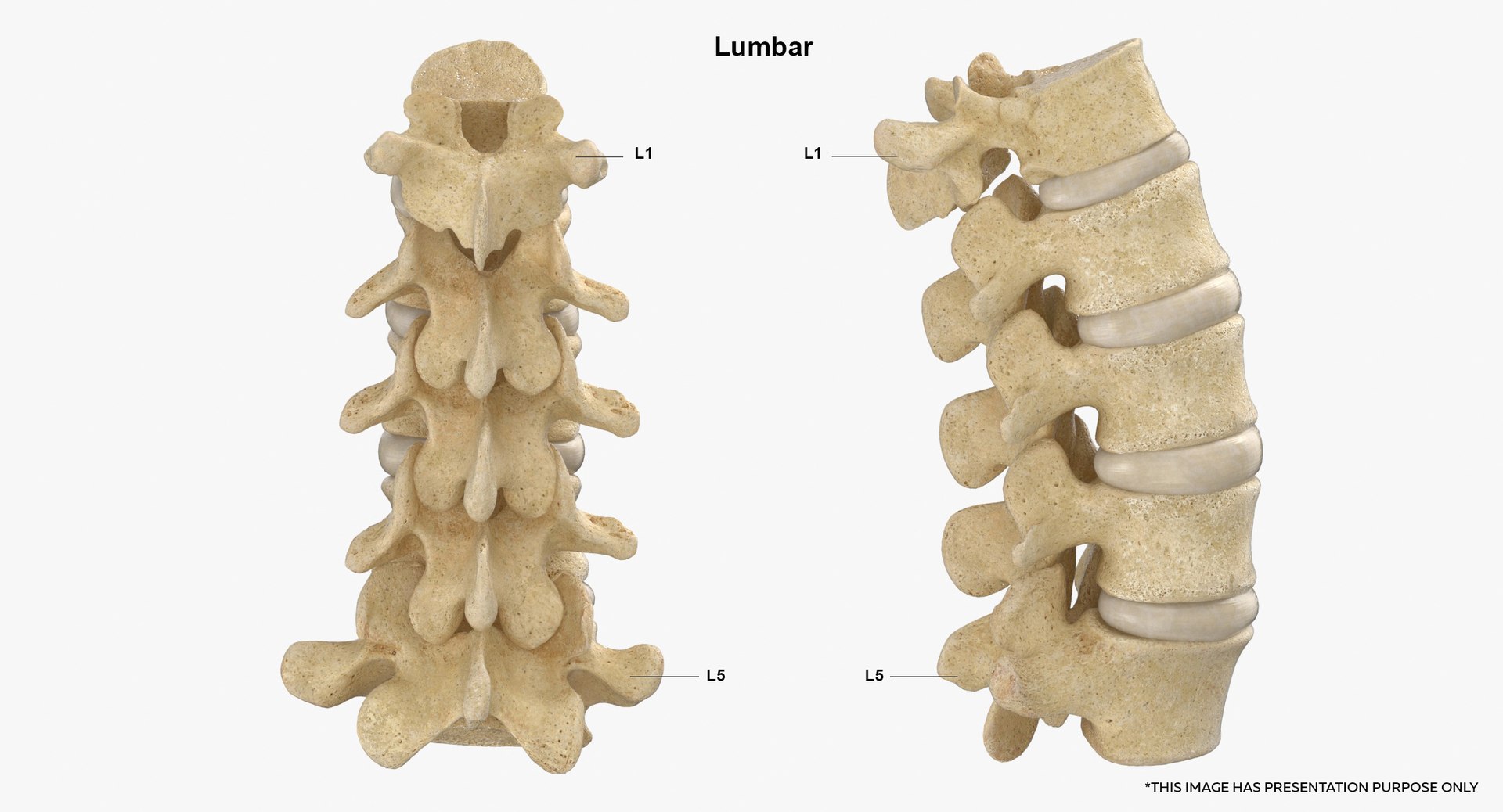3D model Human Lumbar Vertebrae L1 to L5 Bones Yellow Collection 01 - 2 ...