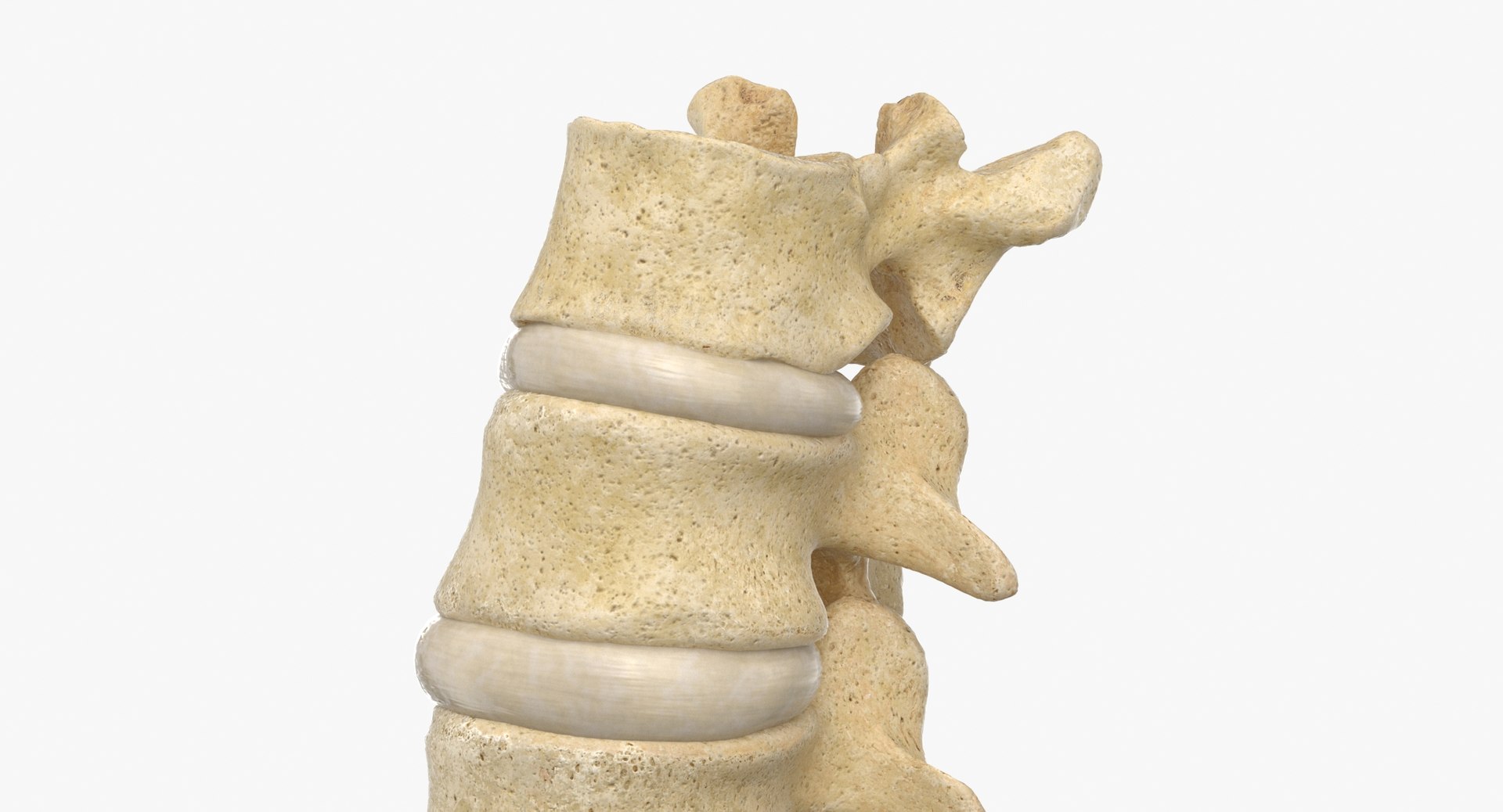 3D model Human Lumbar Vertebrae L1 to L5 Bones Yellow Collection 01 - 2 ...