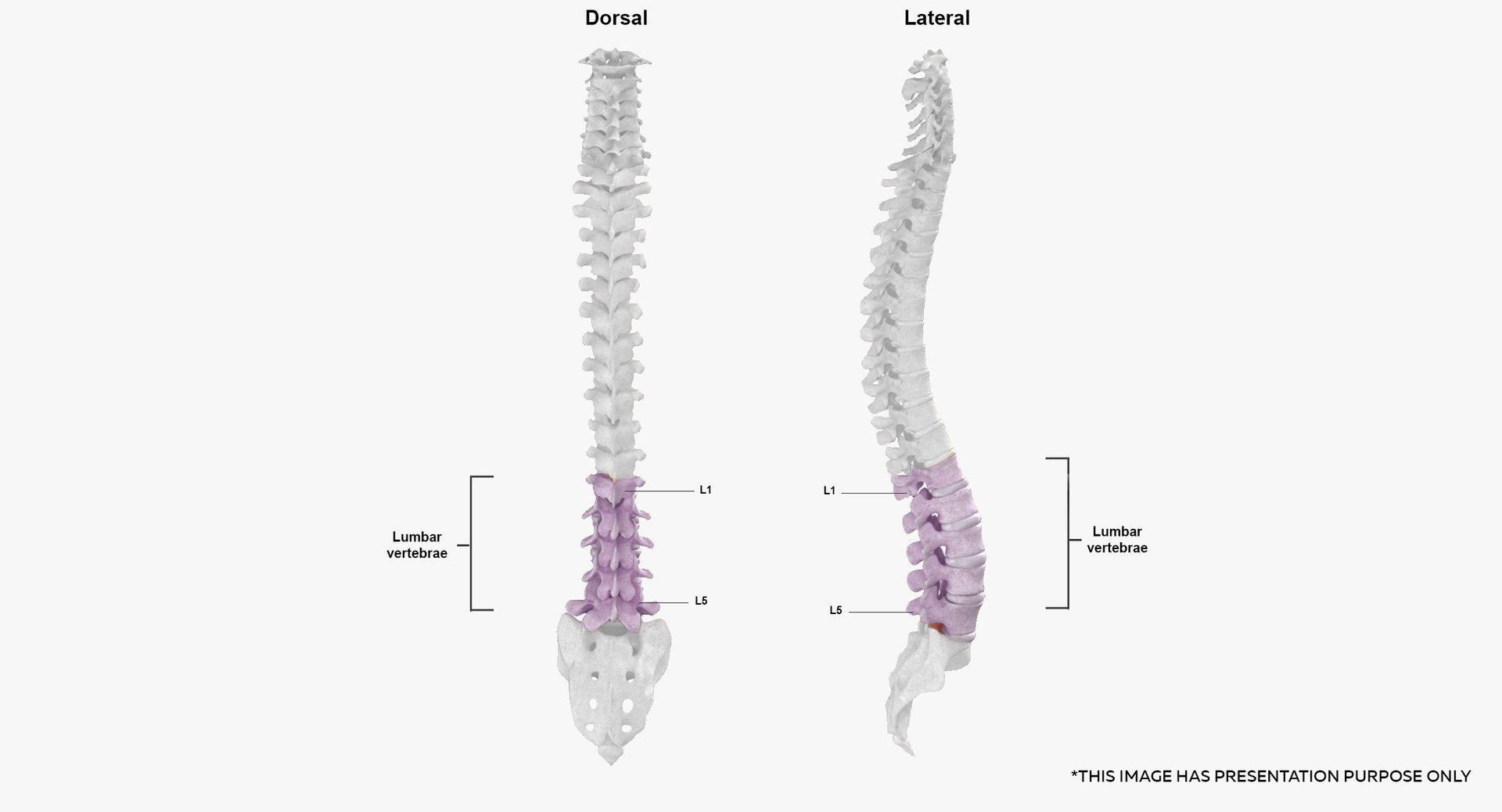 3D model Human Lumbar Vertebrae L1 to L5 Bones Yellow Collection 01 - 2 ...