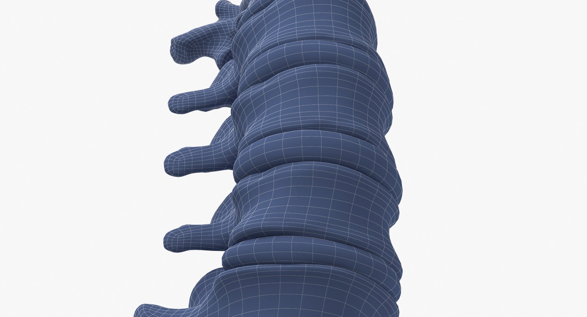 3D model Human Lumbar Vertebrae L1 to L5 Bones Yellow Collection 01 - 2 ...