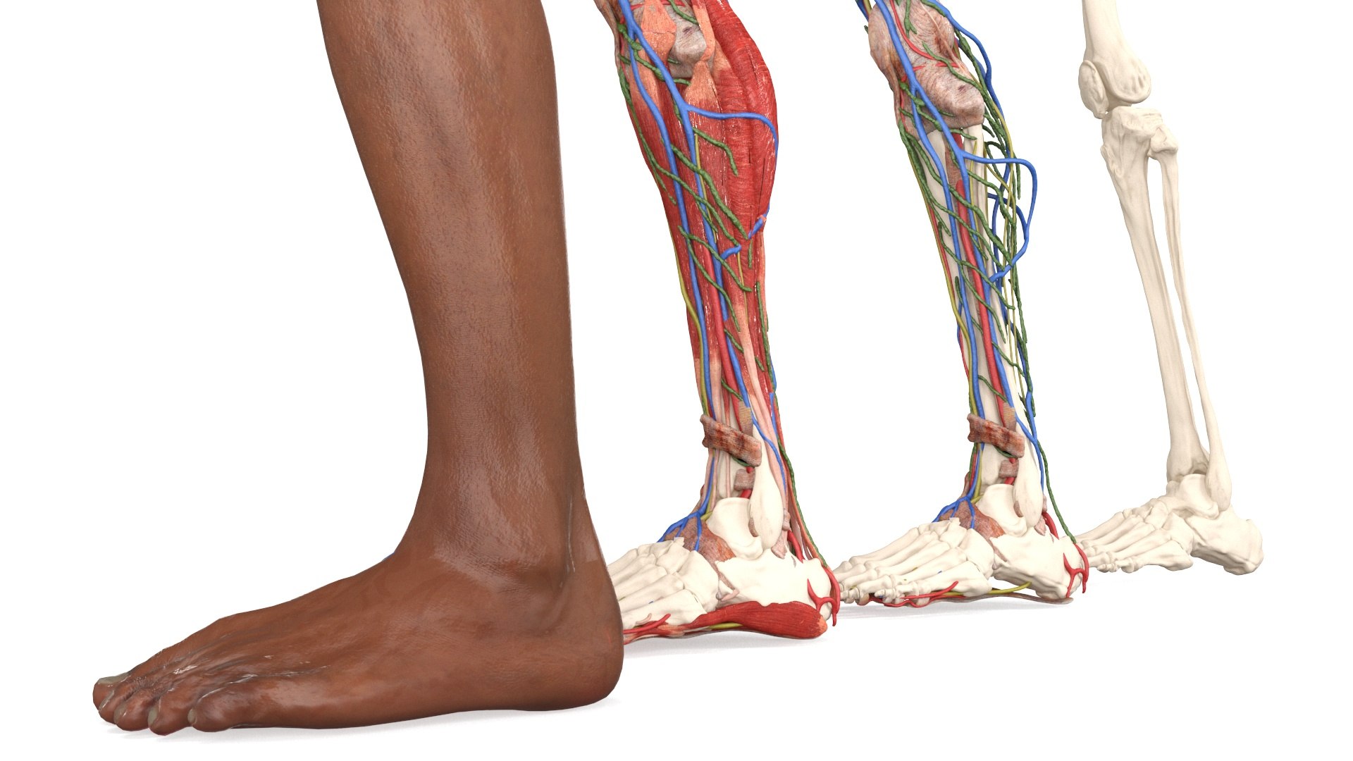 3D Male Leg Realistic Anatomy - TurboSquid 2298096