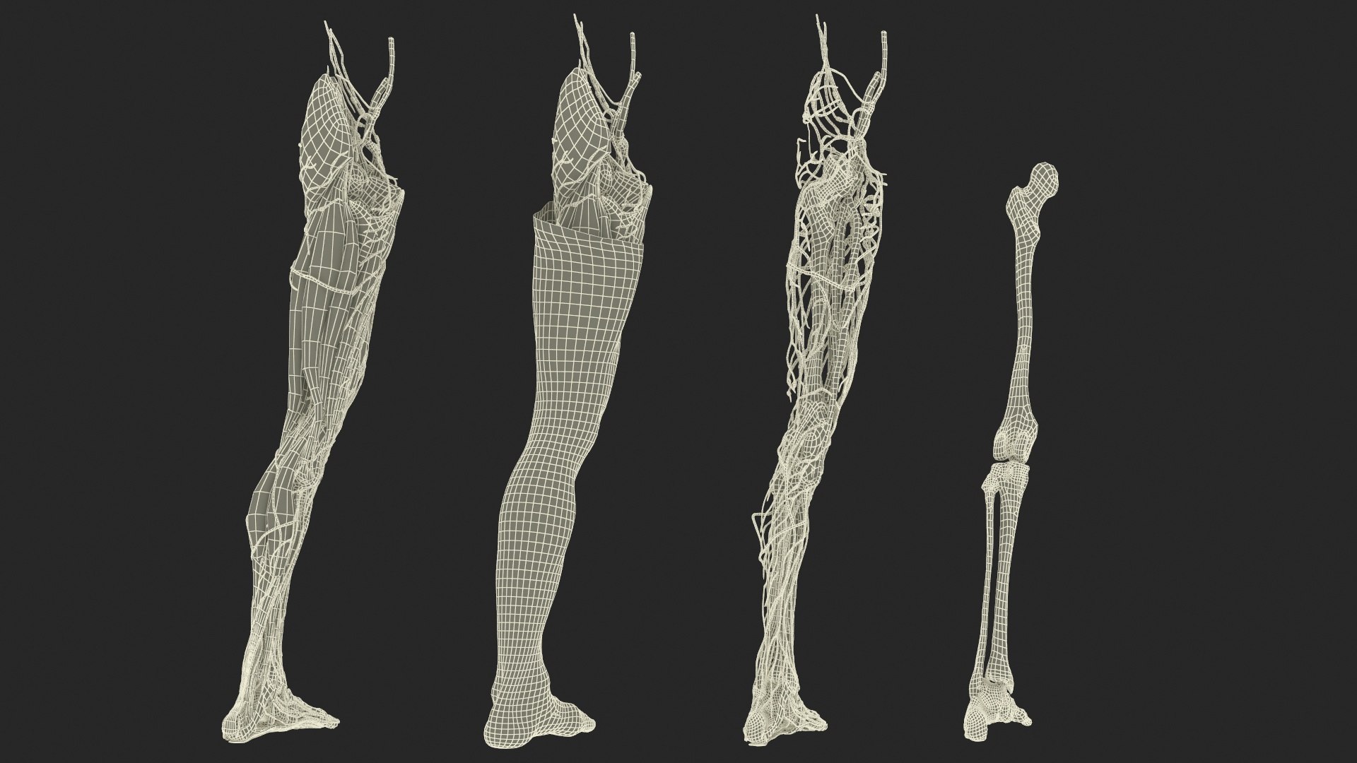 3D Male Leg Realistic Anatomy - TurboSquid 2298096