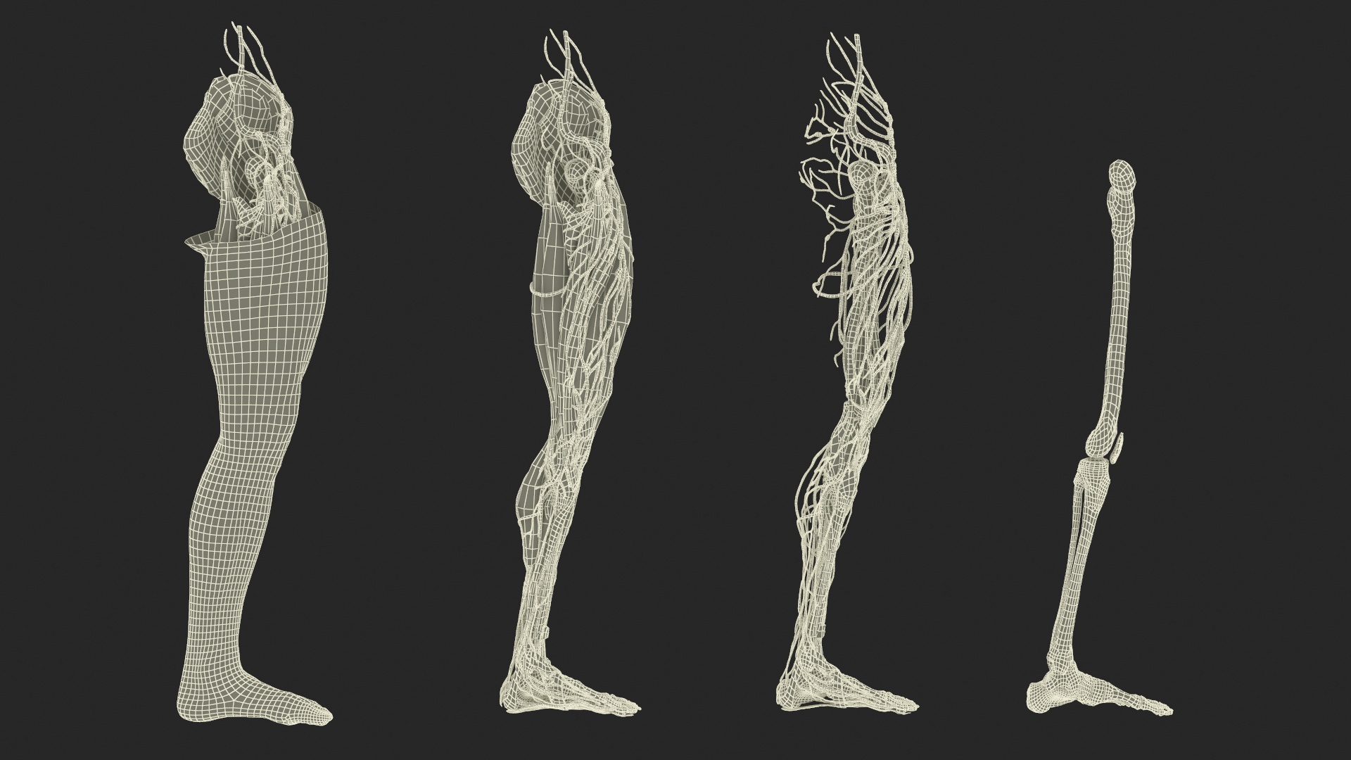 3D Male Leg Realistic Anatomy - TurboSquid 2298096