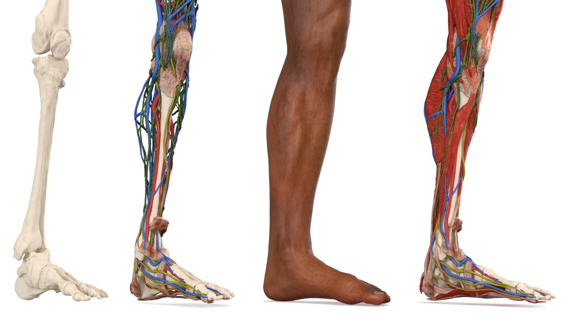 3D Male Leg Realistic Anatomy - TurboSquid 2298096