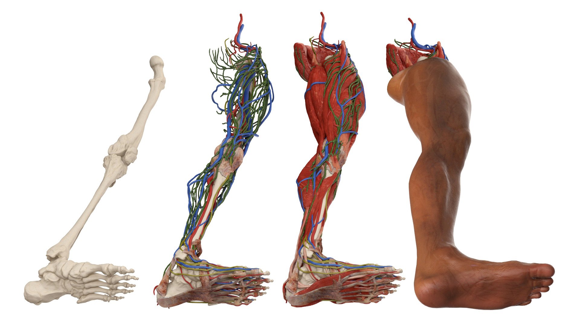 3D Male Leg Realistic Anatomy - TurboSquid 2298096