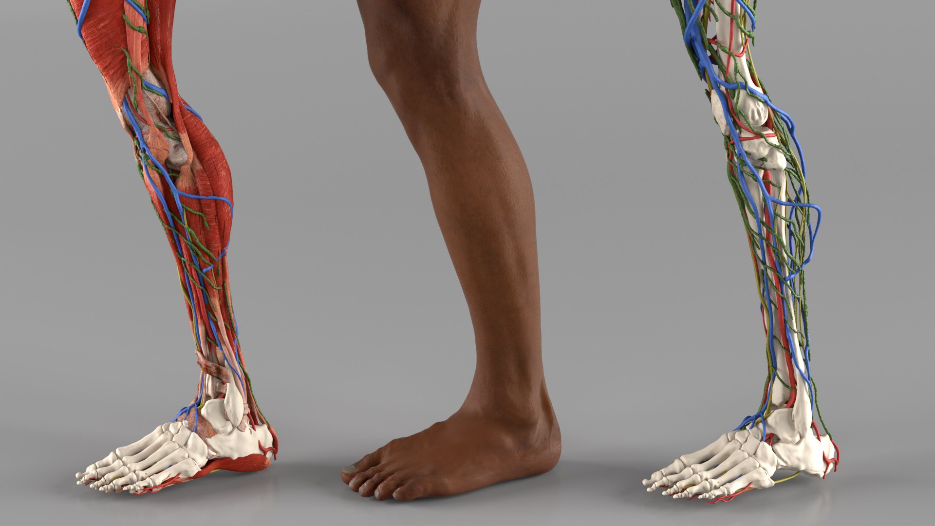 3D Male Leg Realistic Anatomy - TurboSquid 2298096