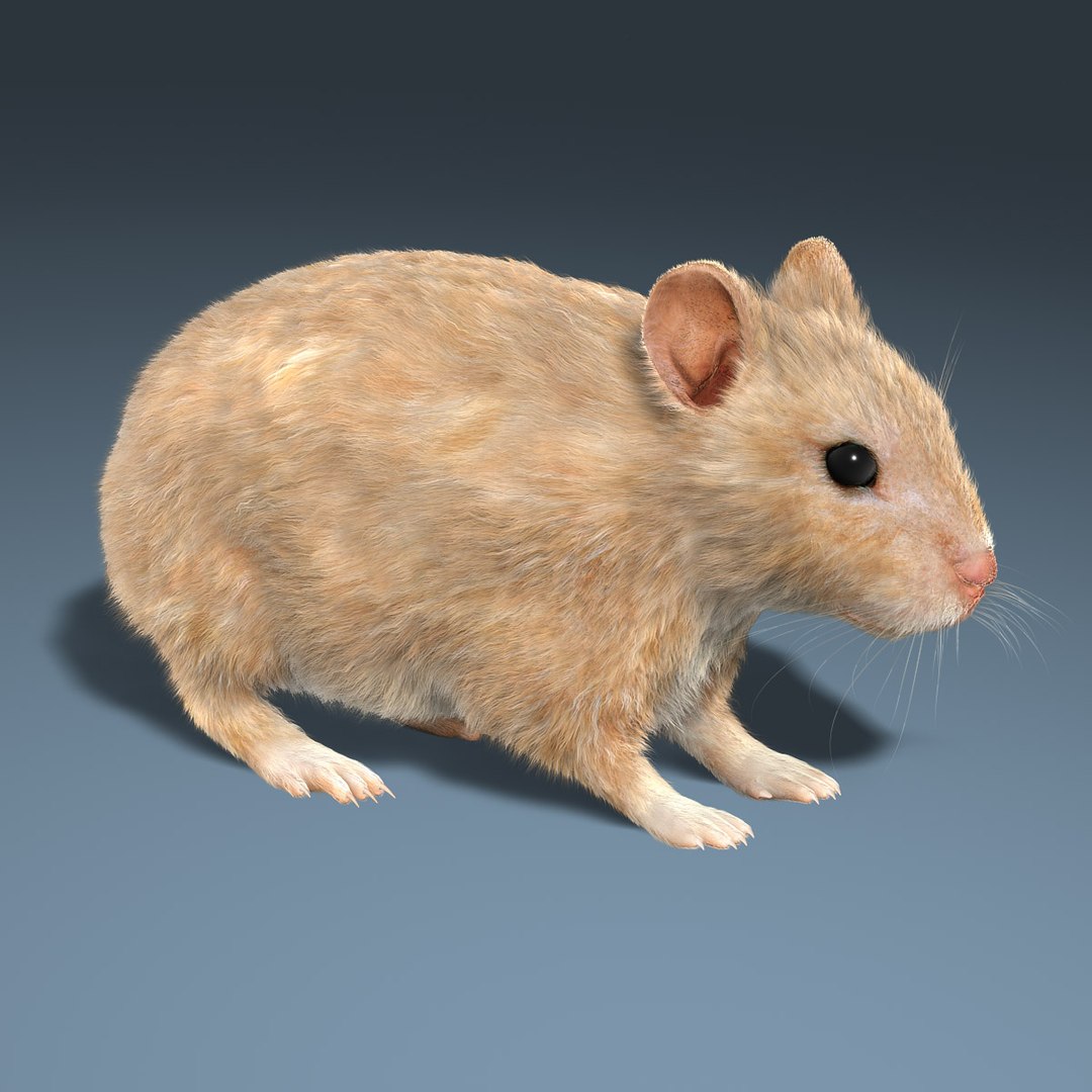 hamster fur obj