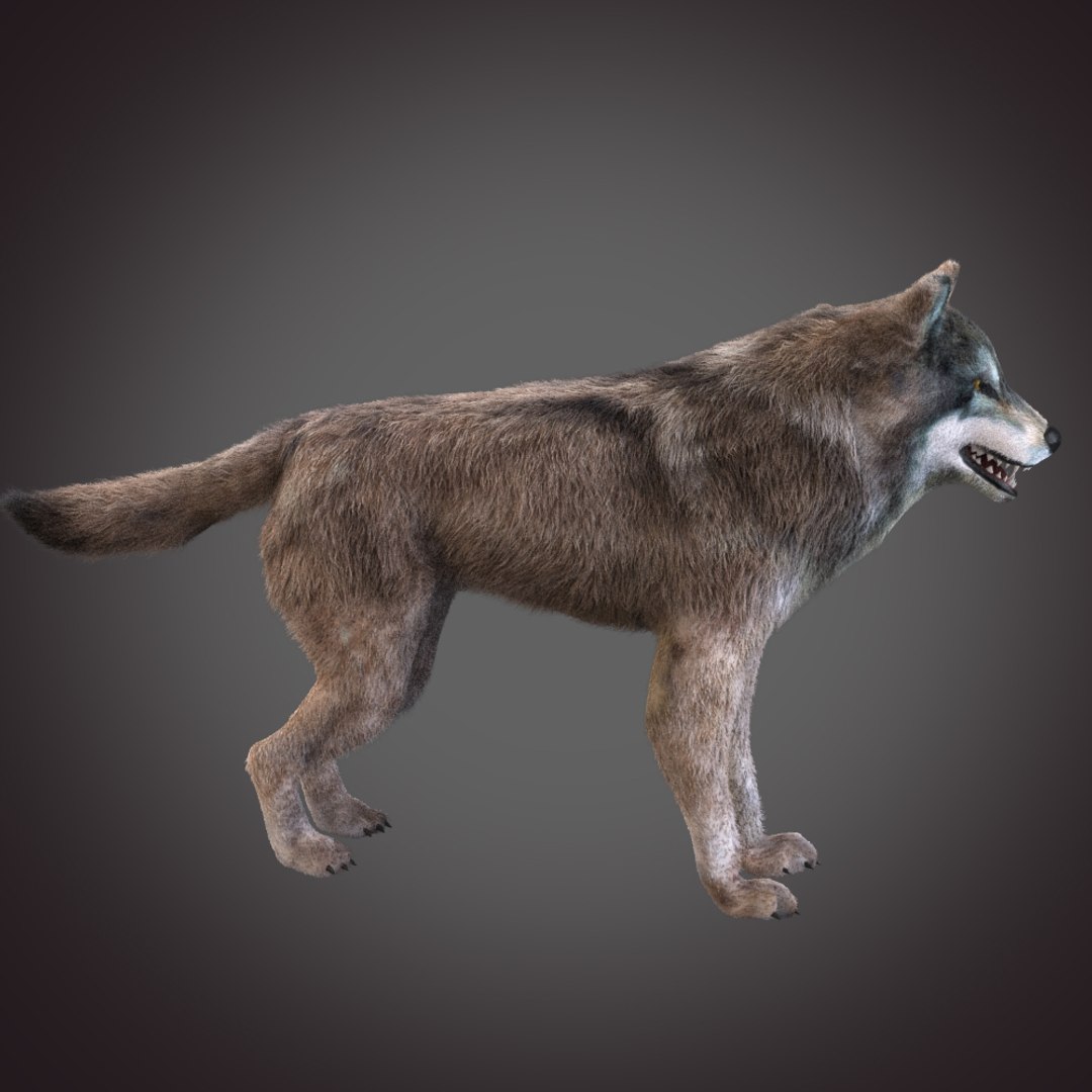 Grey Wolf 3d Model