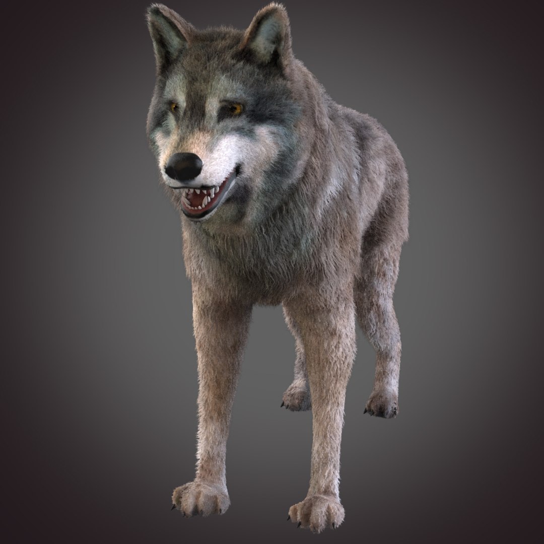 Grey Wolf 3d Model