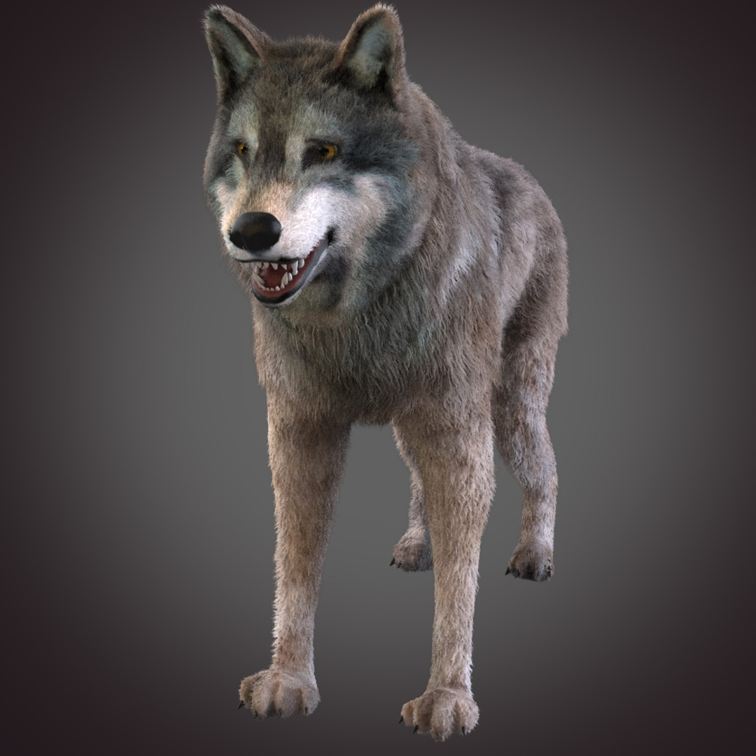 grey wolf 3d model