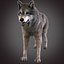 Grey Wolf 3d Model
