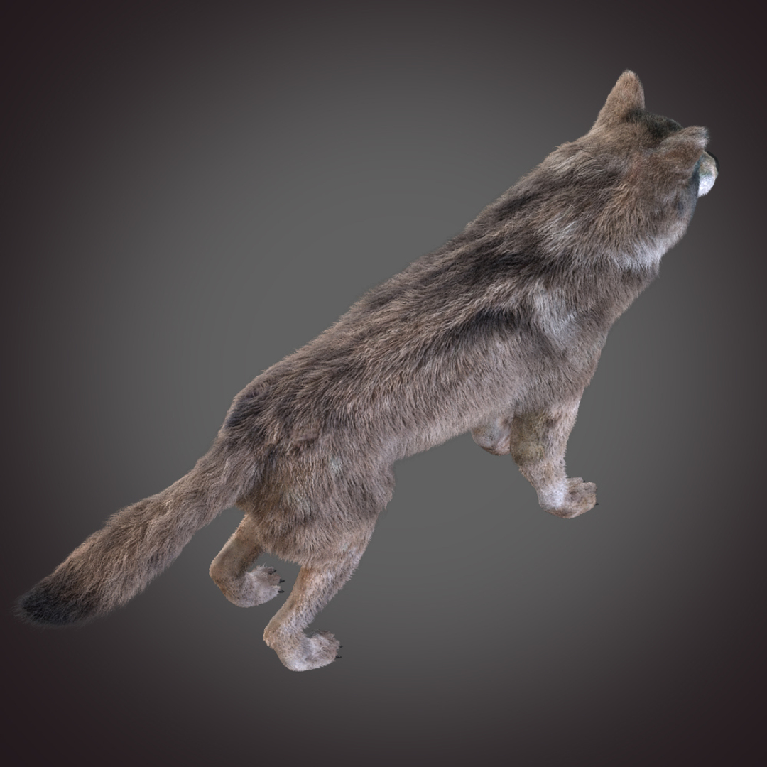 grey wolf 3d model