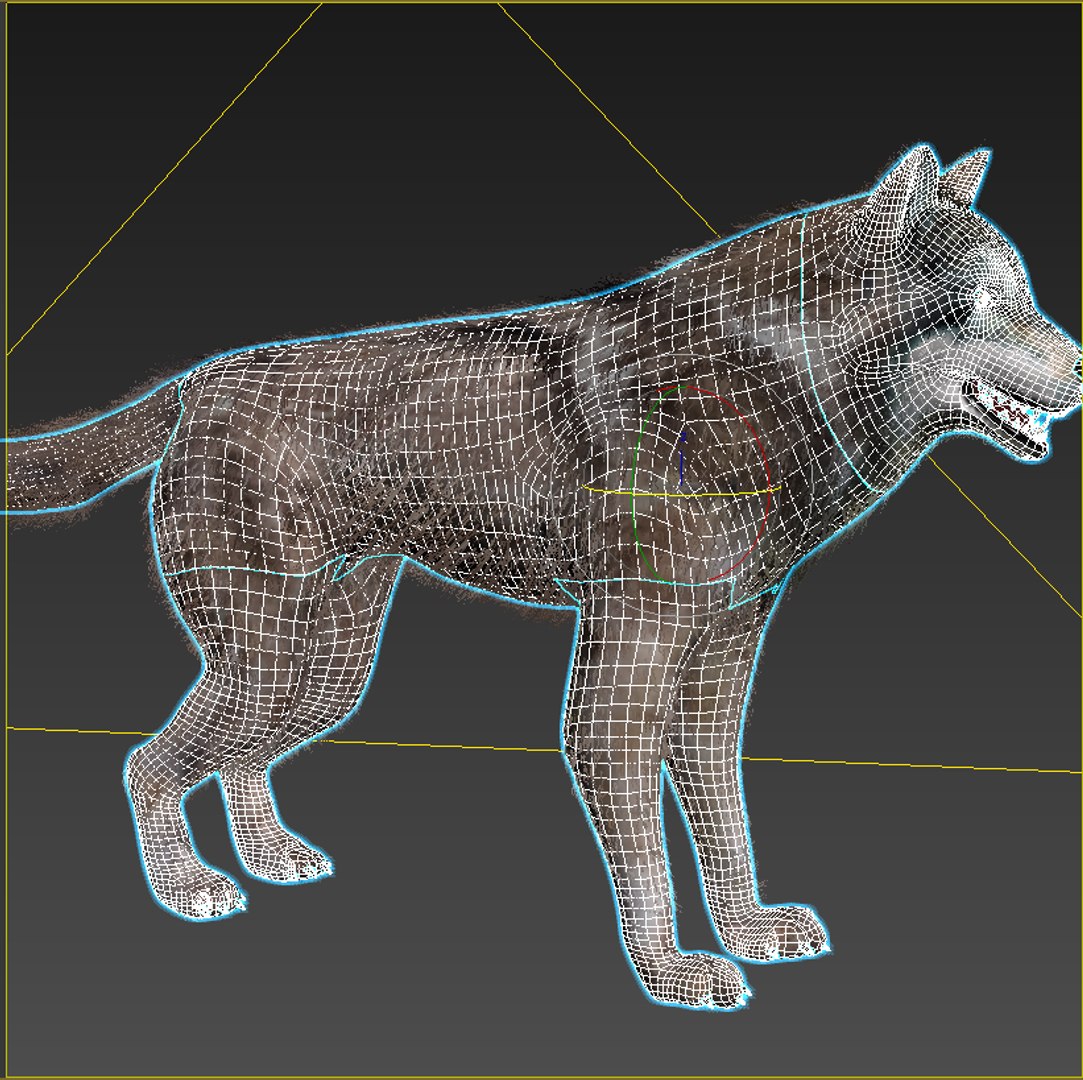 Grey Wolf 3d Model