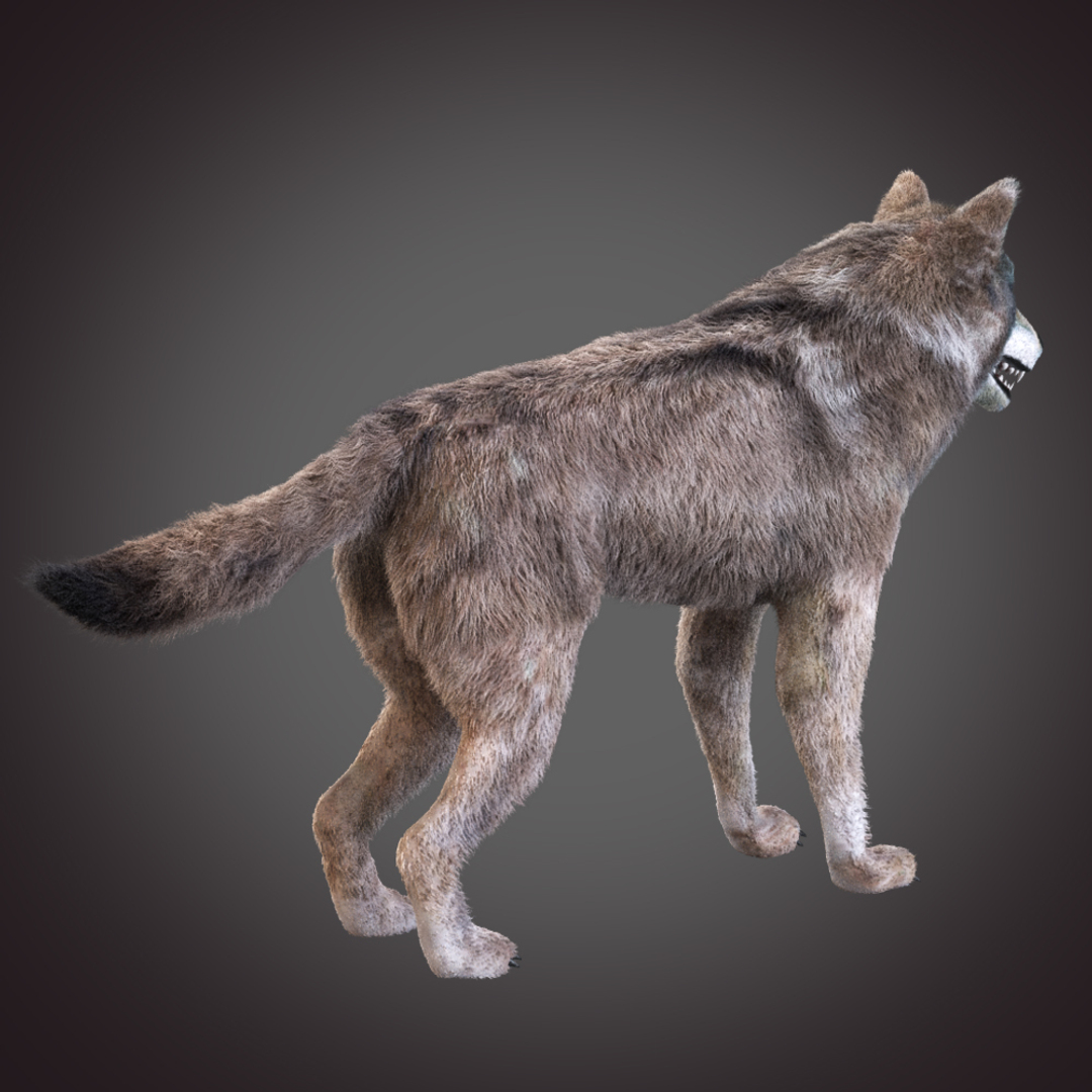 grey wolf 3d model