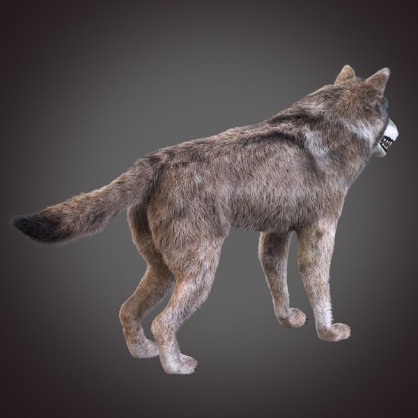 grey wolf 3d model