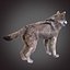Grey Wolf 3d Model