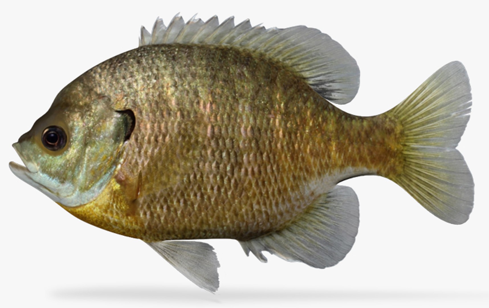 3d Lepomis Macrochirus Bluegill