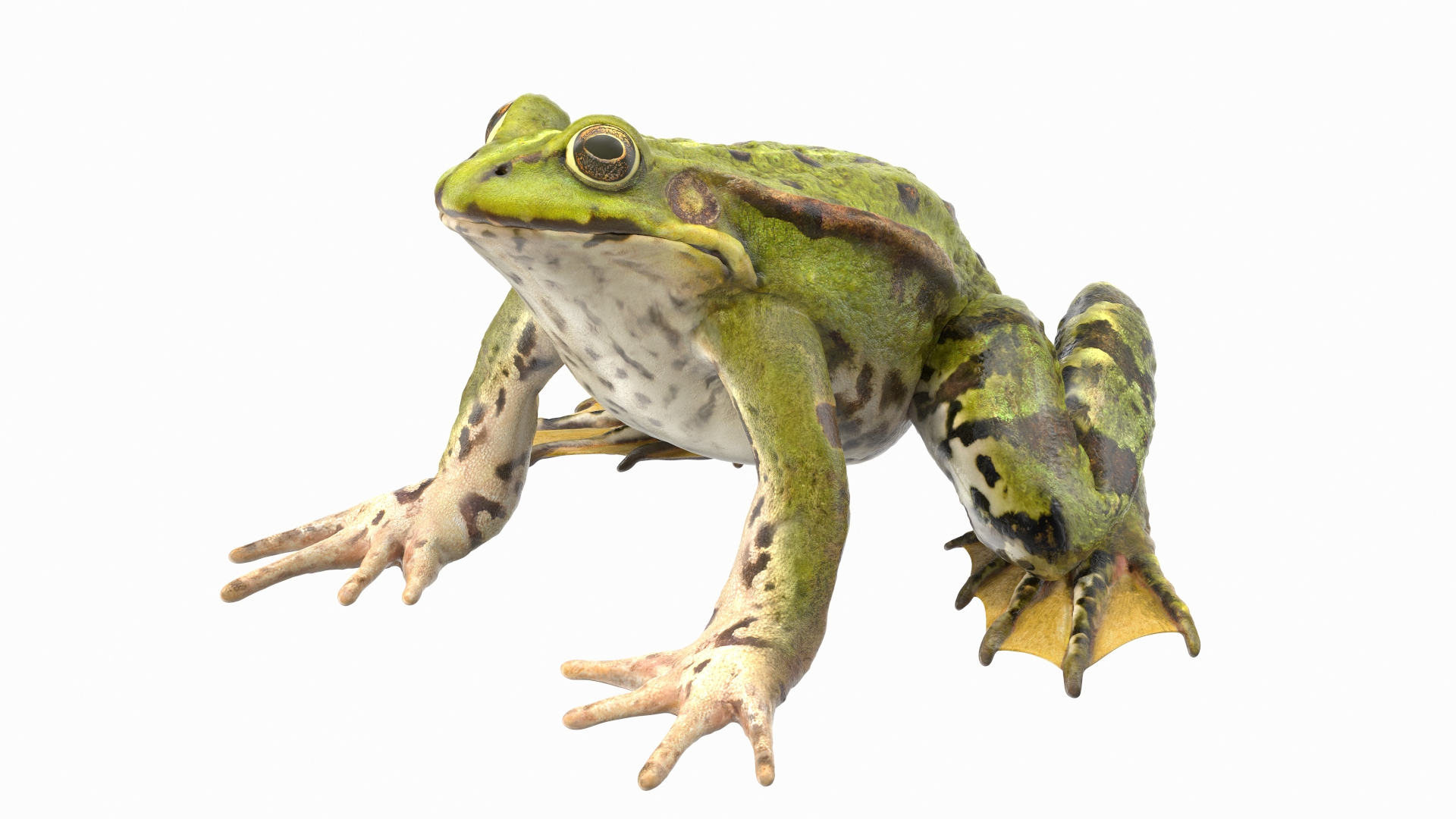 3D Frog Sitting Pose - TurboSquid 1737530