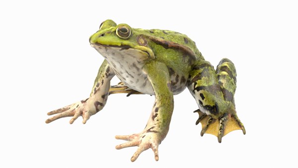 3D Frog Sitting Pose - TurboSquid 1737530