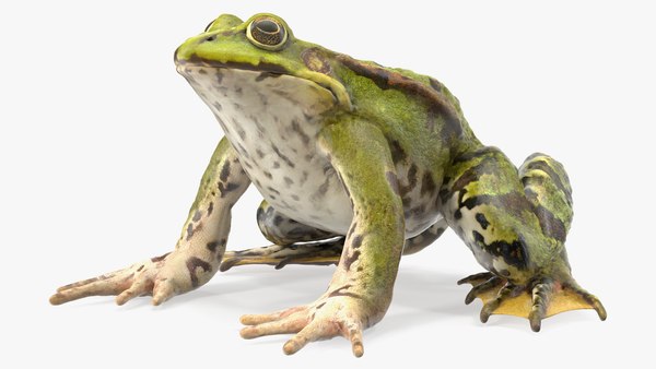 3D Frog Sitting Pose - TurboSquid 1737530