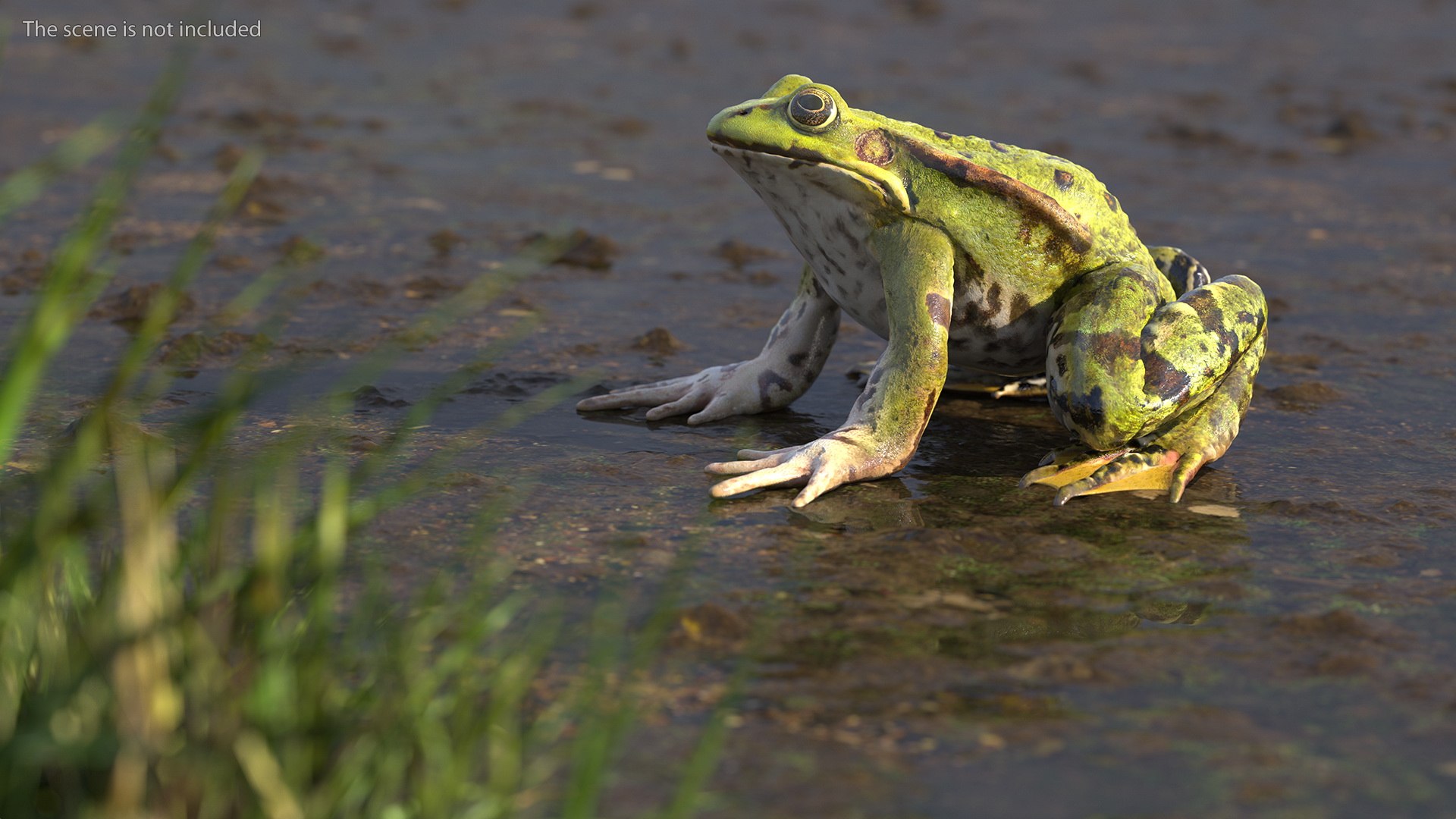 3D Frog Sitting Pose - TurboSquid 1737530