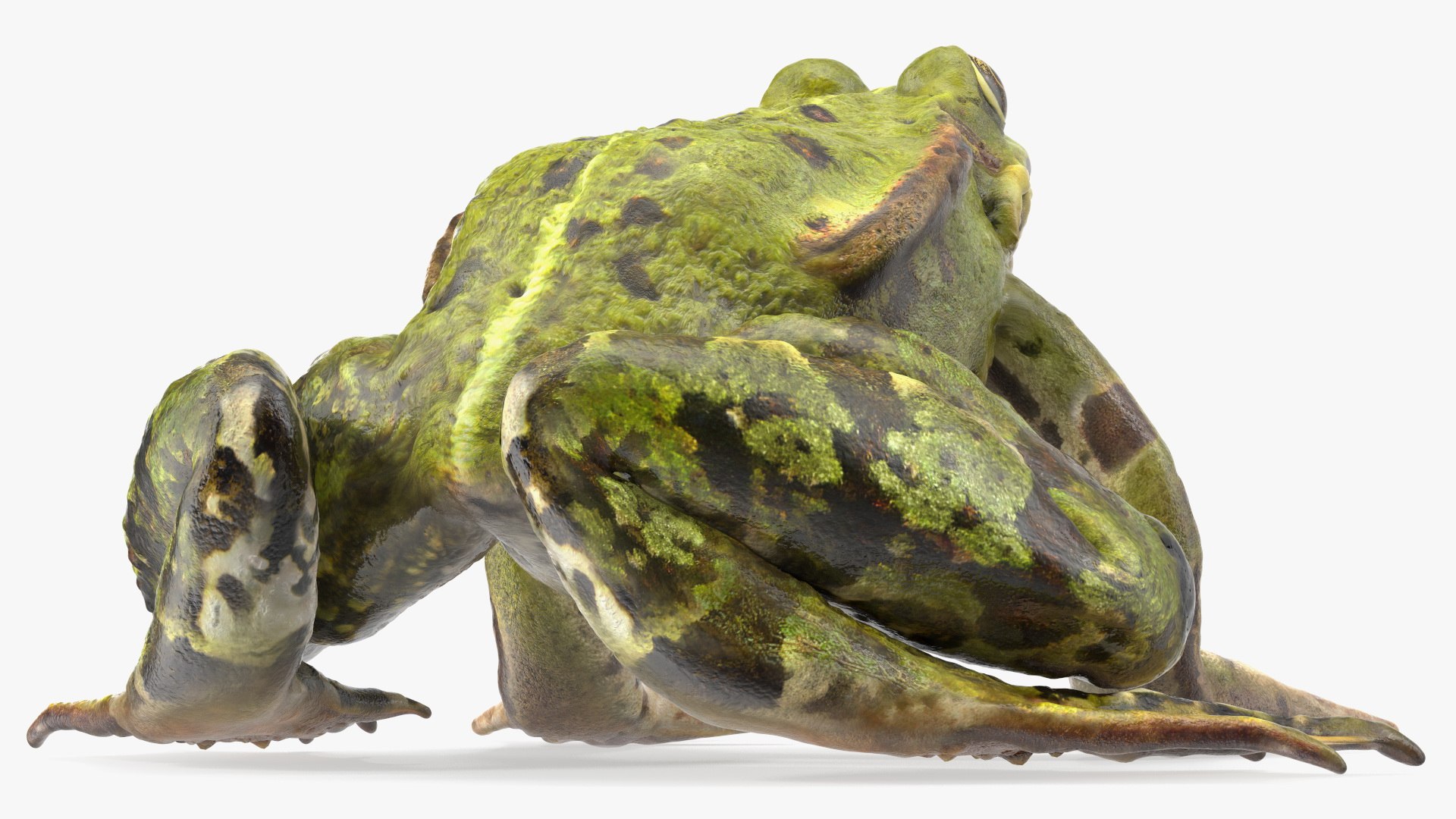 3D Frog Sitting Pose - TurboSquid 1737530