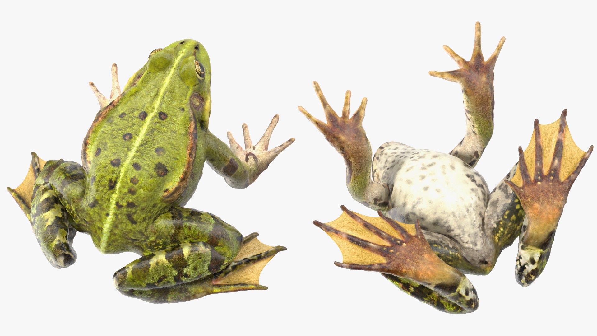 3D Frog Sitting Pose - TurboSquid 1737530
