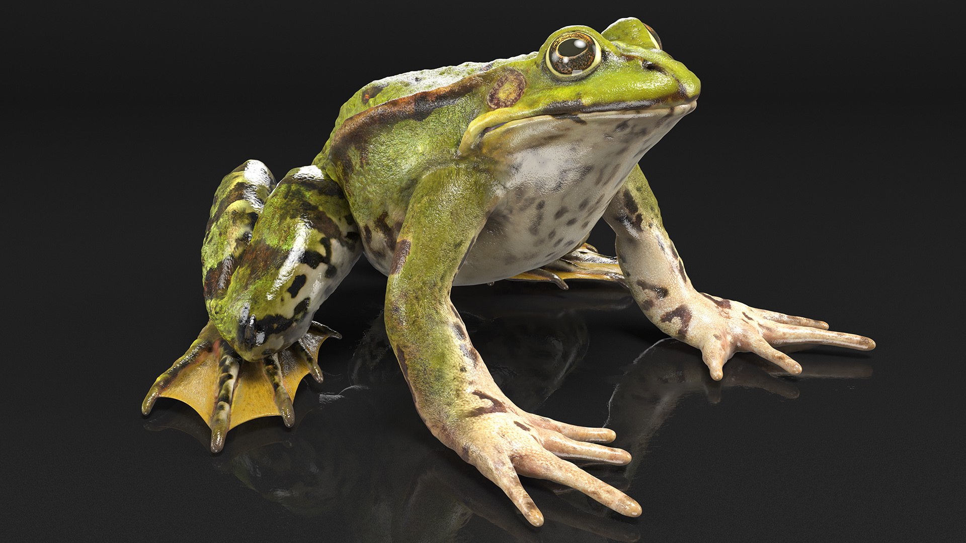 3D Frog Sitting Pose - TurboSquid 1737530