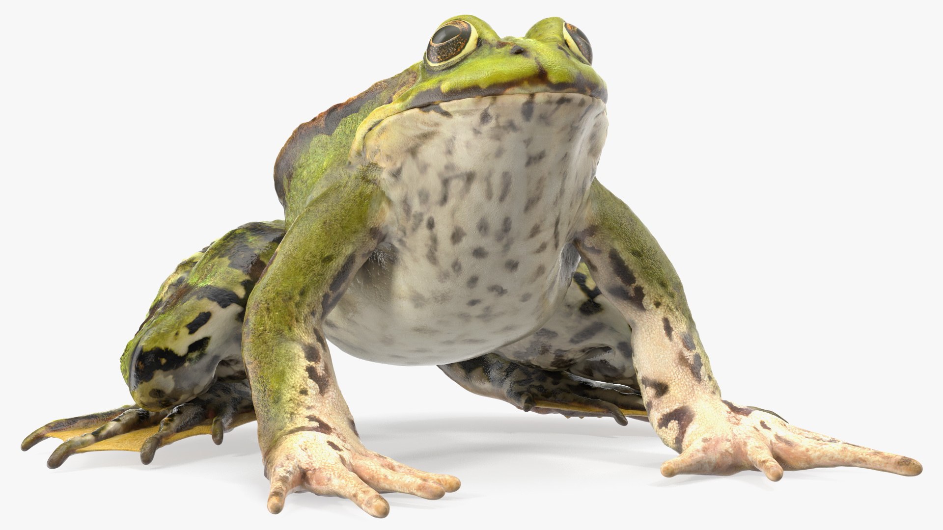 3D Frog Sitting Pose - TurboSquid 1737530