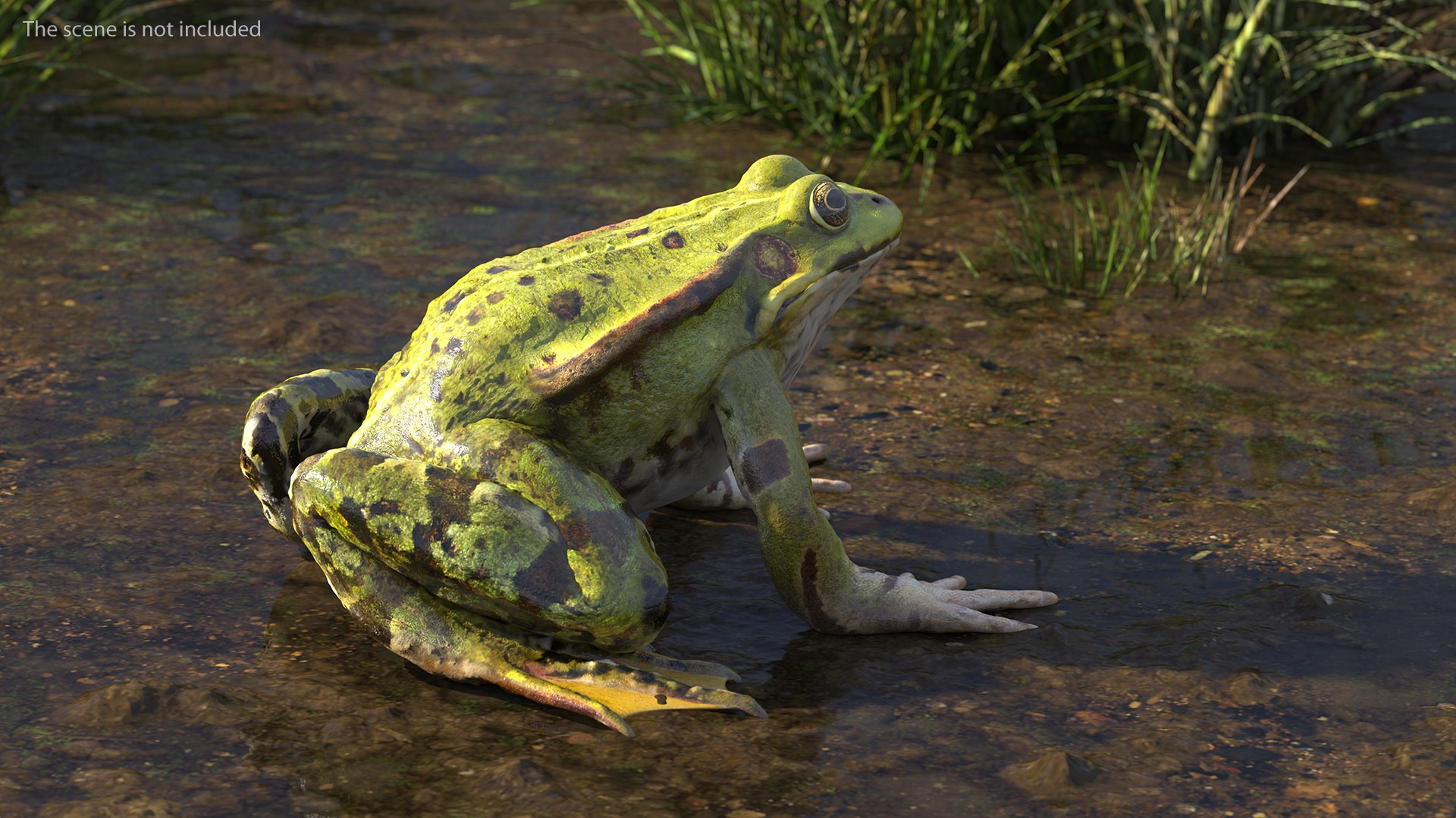 3D Frog Sitting Pose - TurboSquid 1737530