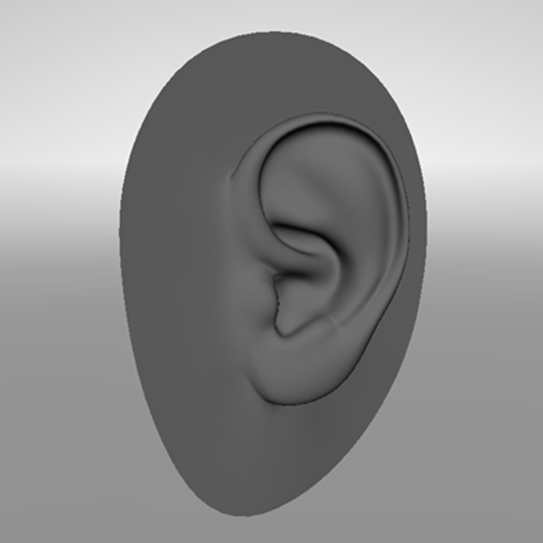 3d Model Of Realistic Human Ear