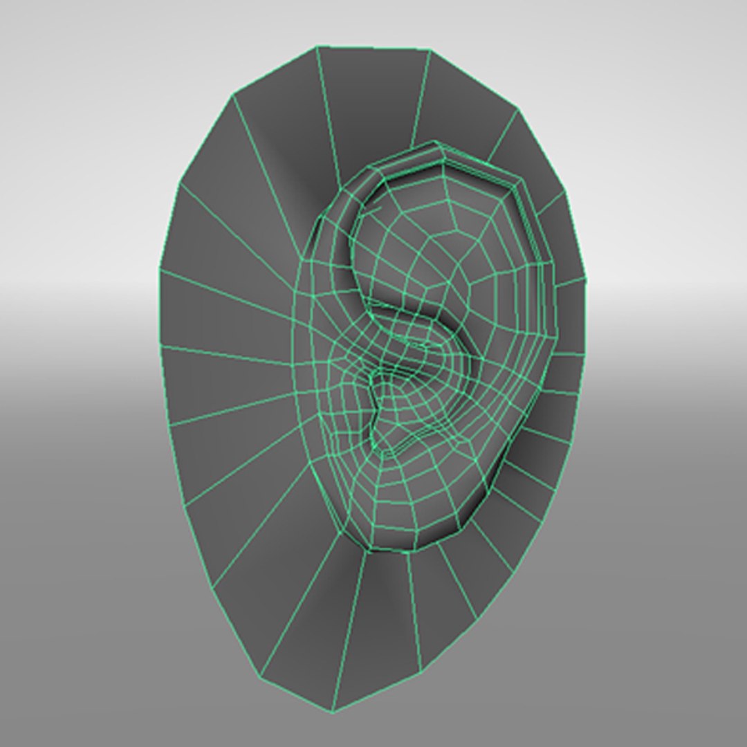 3d Model Of Realistic Human Ear