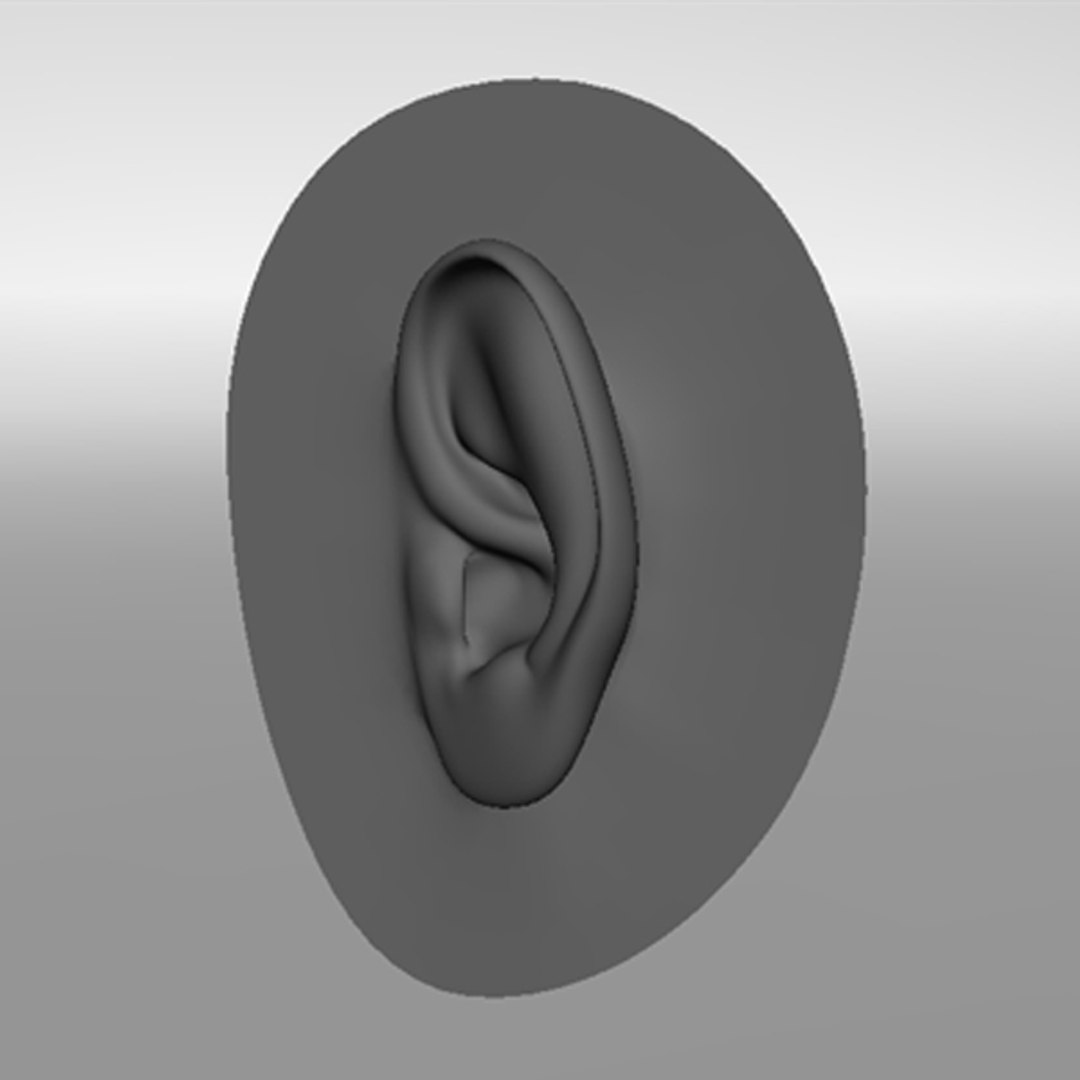 3d Model Of Realistic Human Ear