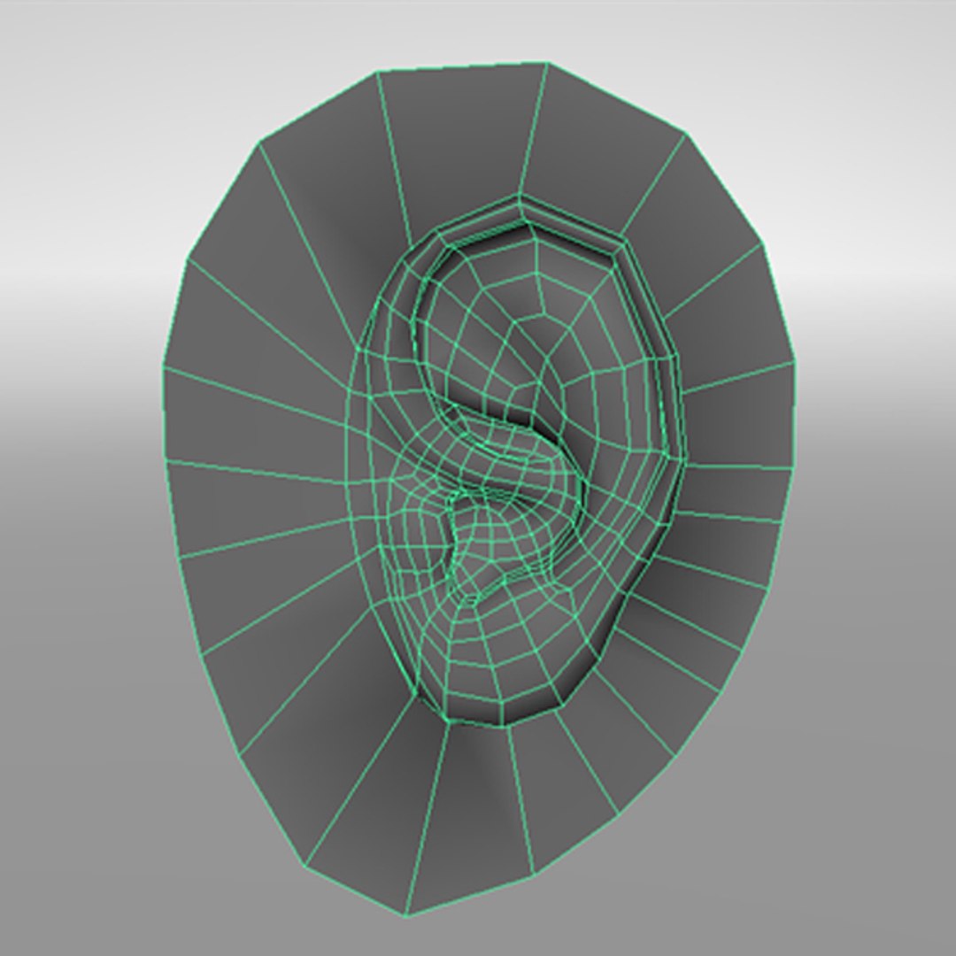 3d Model Of Realistic Human Ear