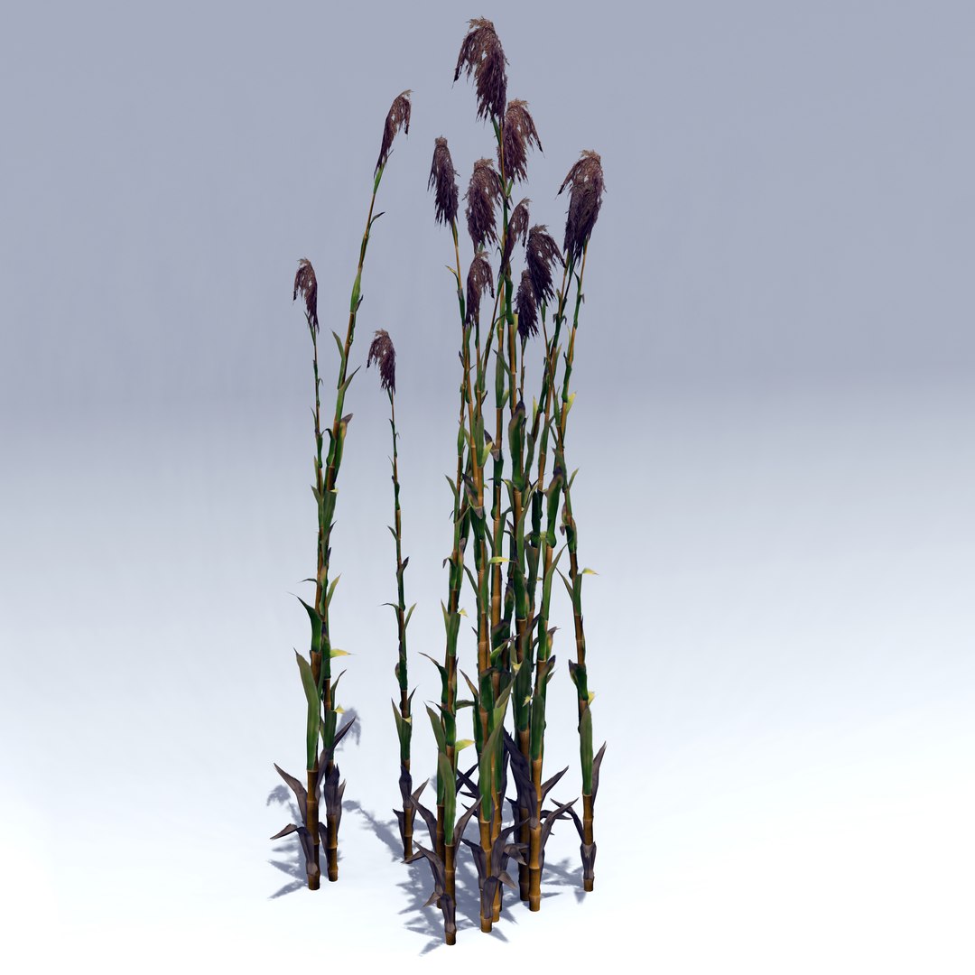 3D Plant Reed Swamp Model - TurboSquid 1353108