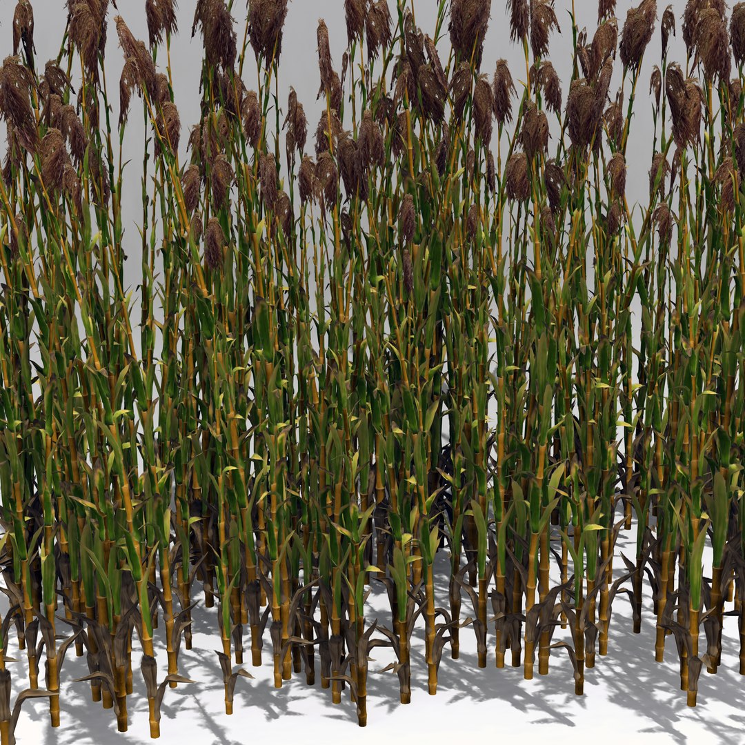 3D Plant Reed Swamp Model - TurboSquid 1353108