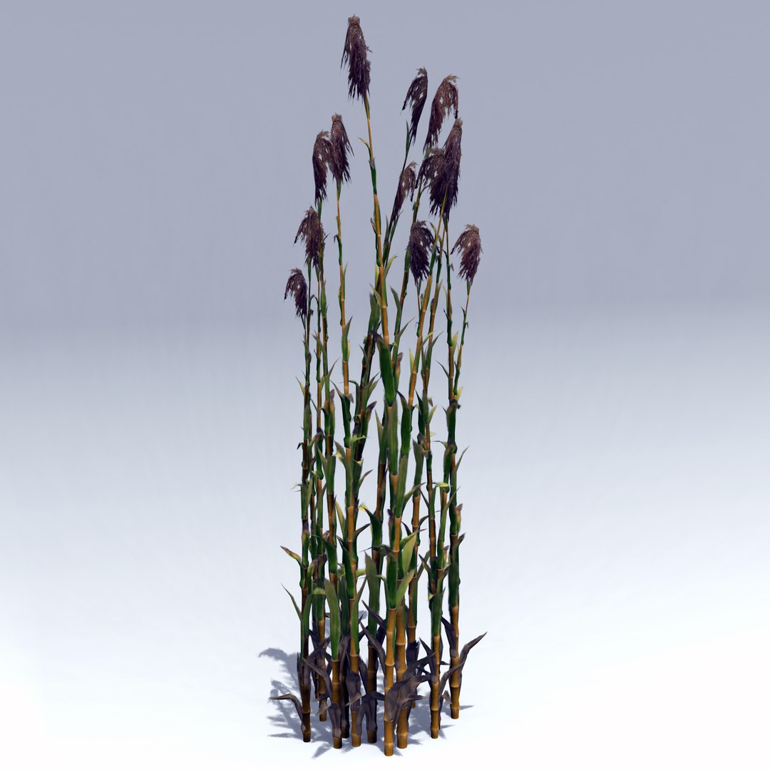 3D Plant Reed Swamp Model - TurboSquid 1353108