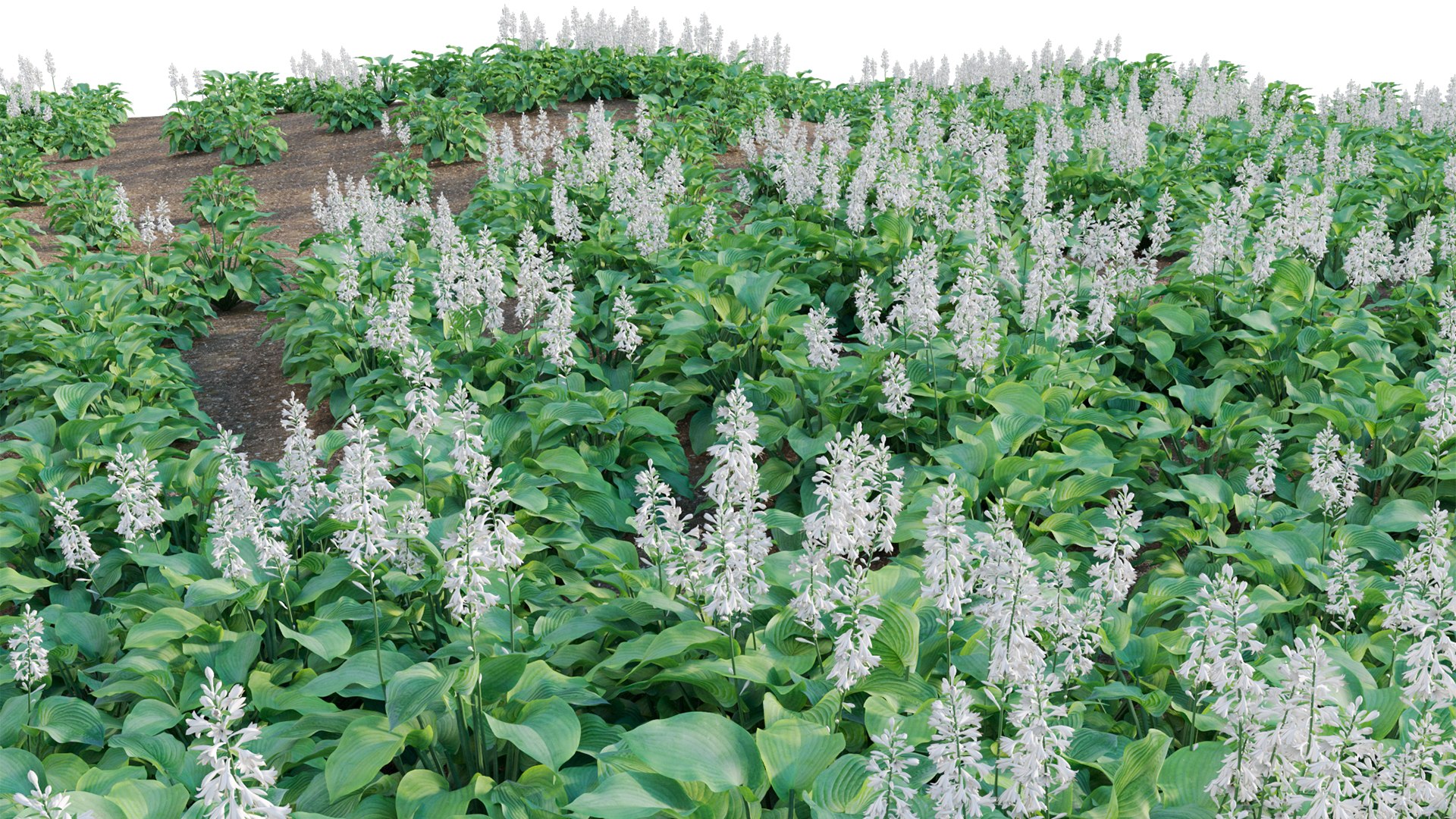 3D 3DTreeHostaV2MAX3SFSFHosta - Plantain Lily 02 - TurboSquid 1969309