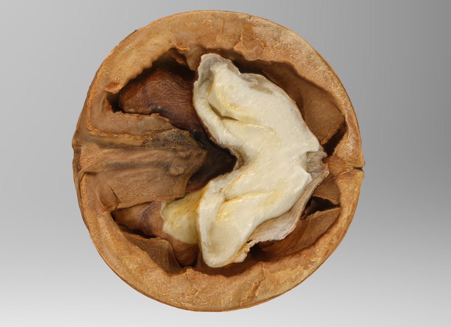 3D Model Walnuts Set - TurboSquid 1976493